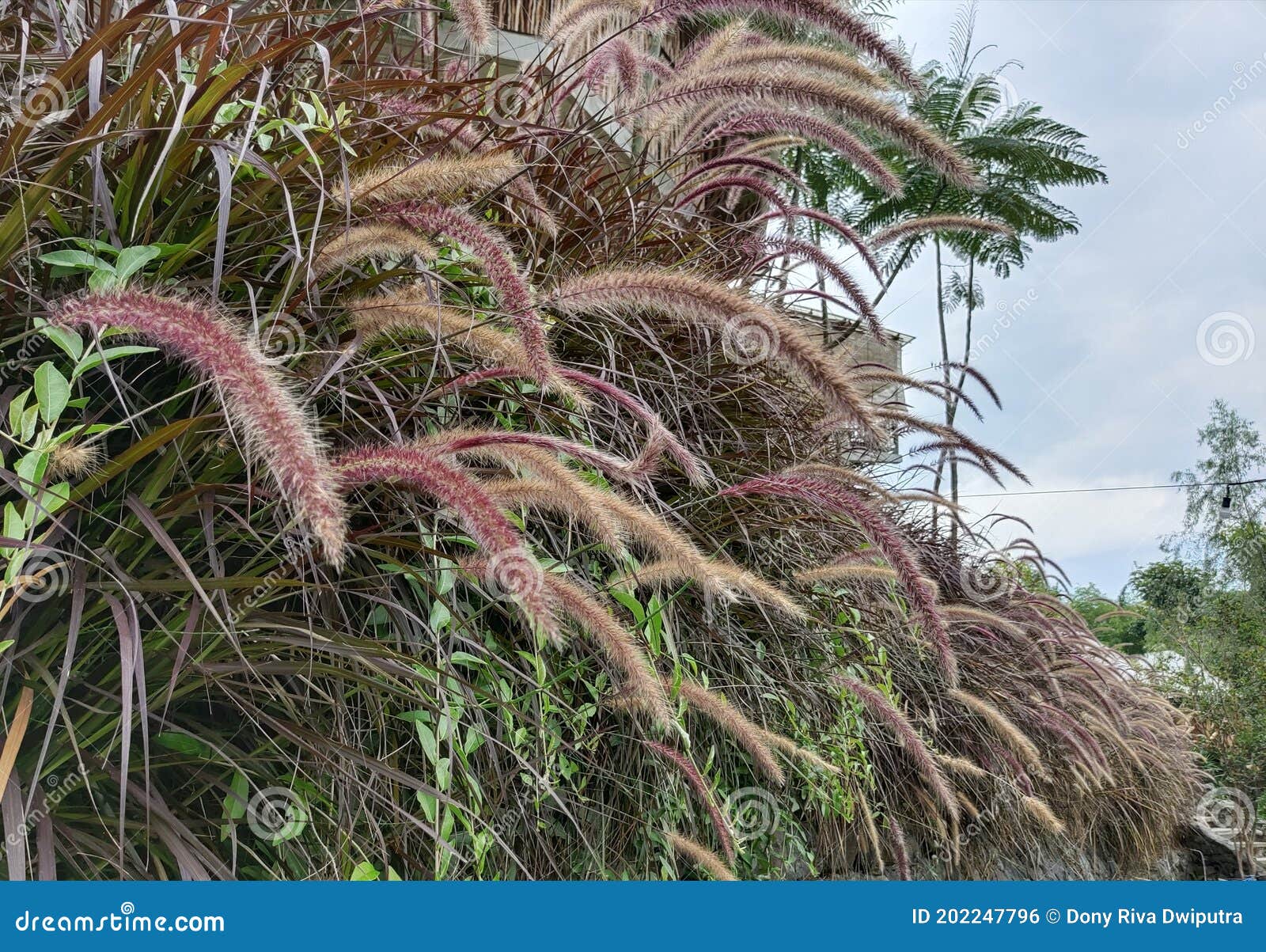The Beauty of the Red Weeds by the Roadside Stock Photo - Image of ...