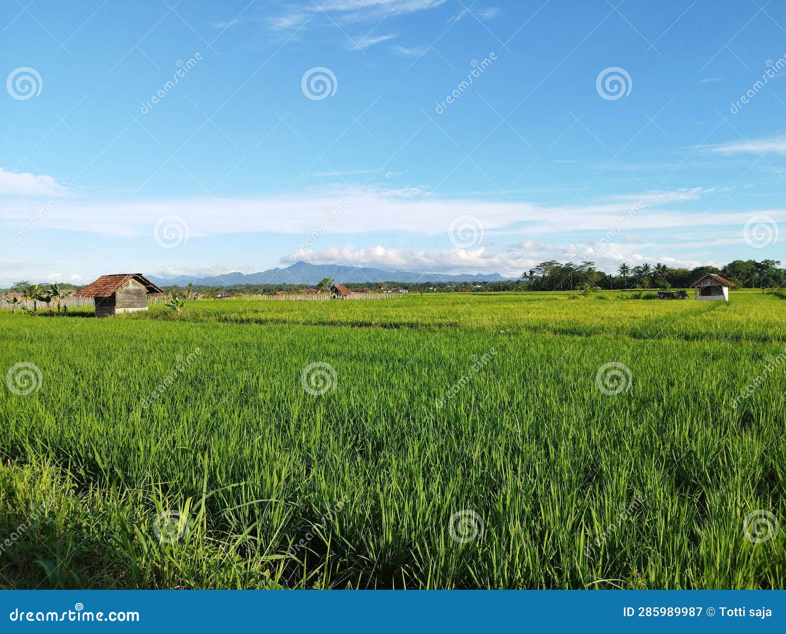 The Beauty of Rice Fields in the Countryside Stock Image - Image of ...