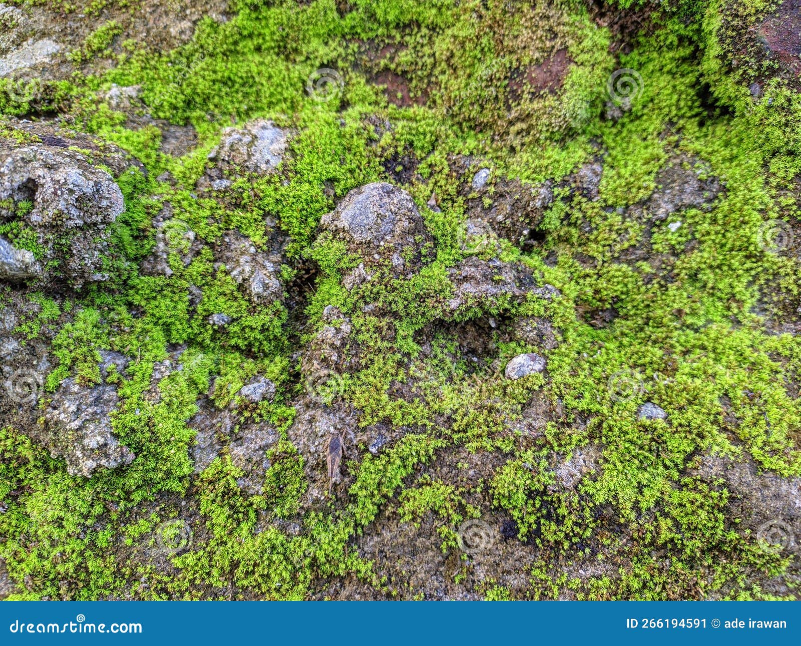 The Beauty of the Rocks Decorated by Green Grass Stock Image - Image of ...