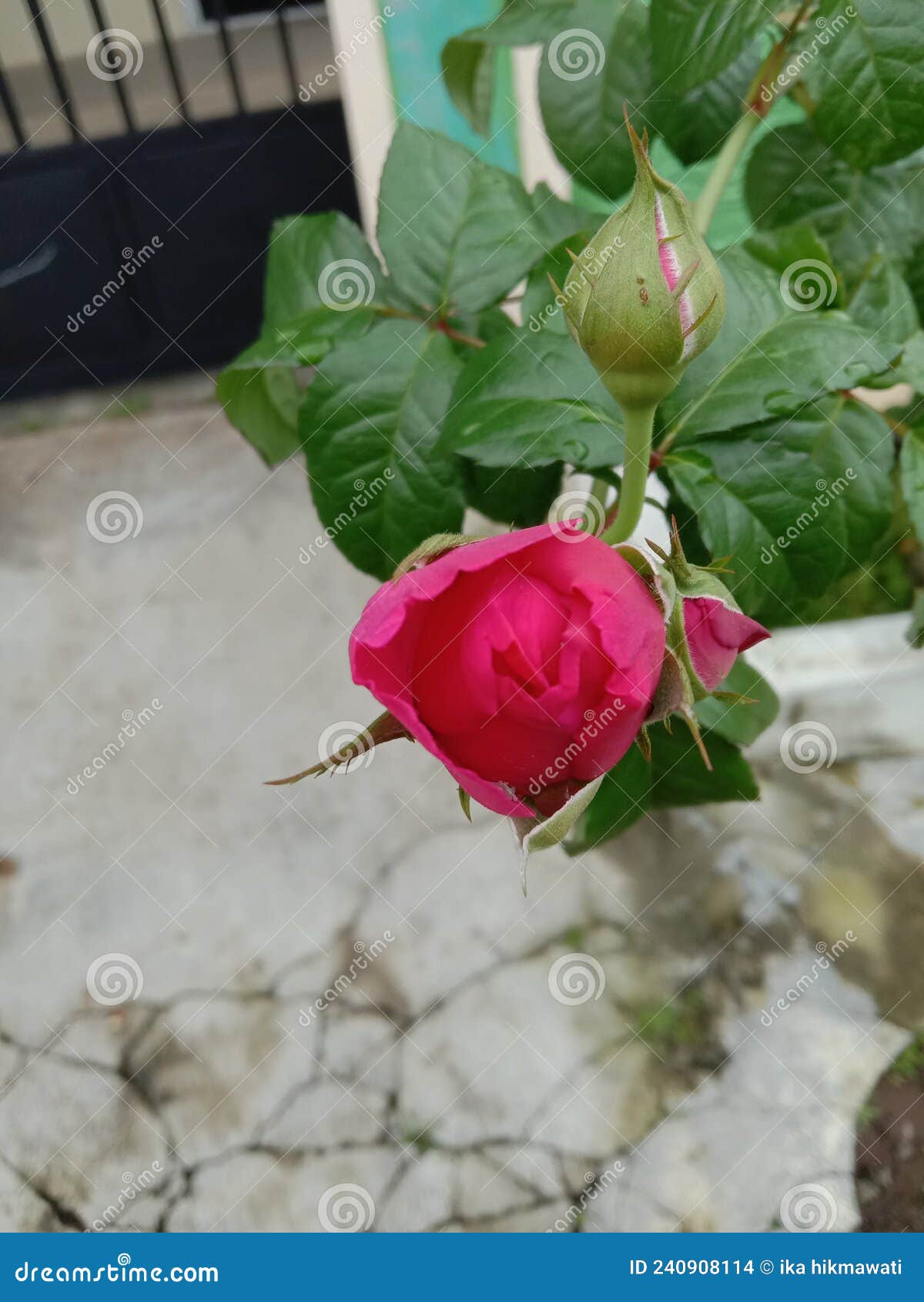 The Beauty of the Rose before it Blooms Stock Photo - Image of petal ...