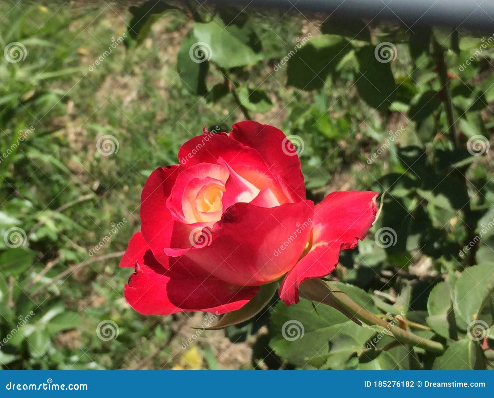 Beauty rose stock photo. Image of pink, beauty, rose - 185276182