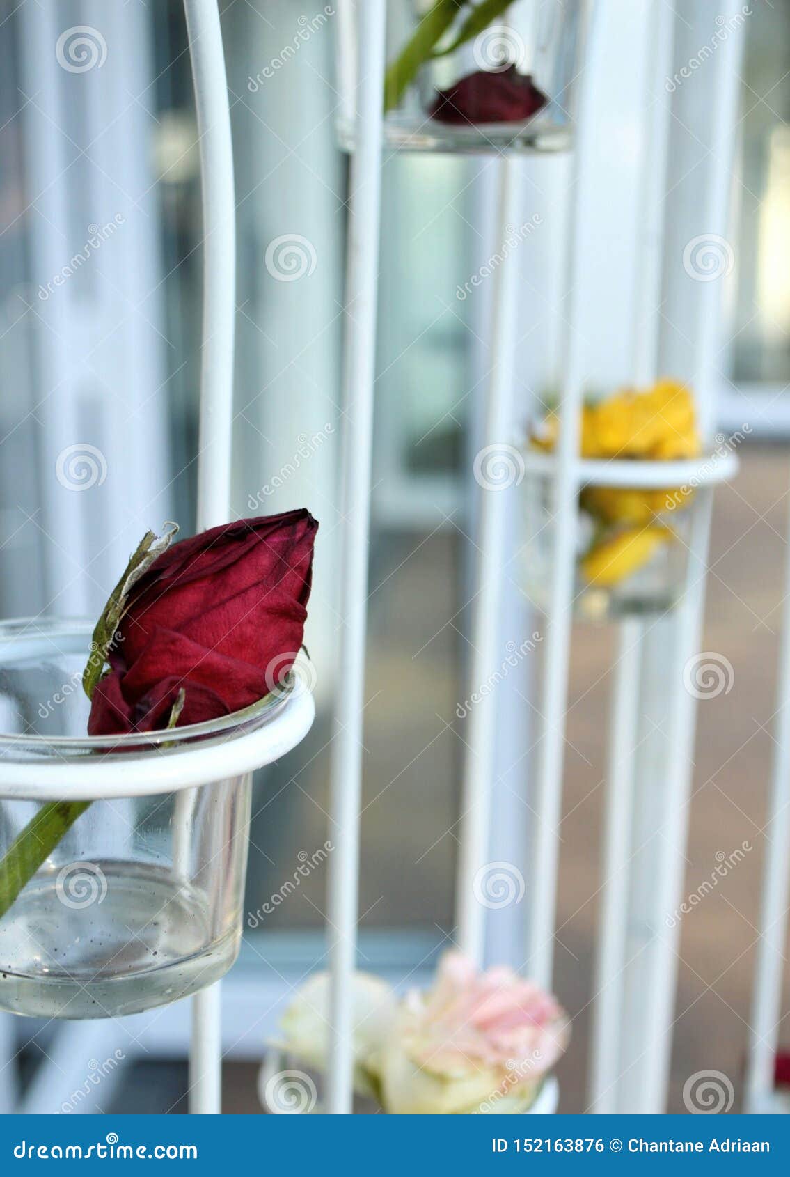 Beauty Stand stock photo. Image of beauty, yellow, rose - 152163876