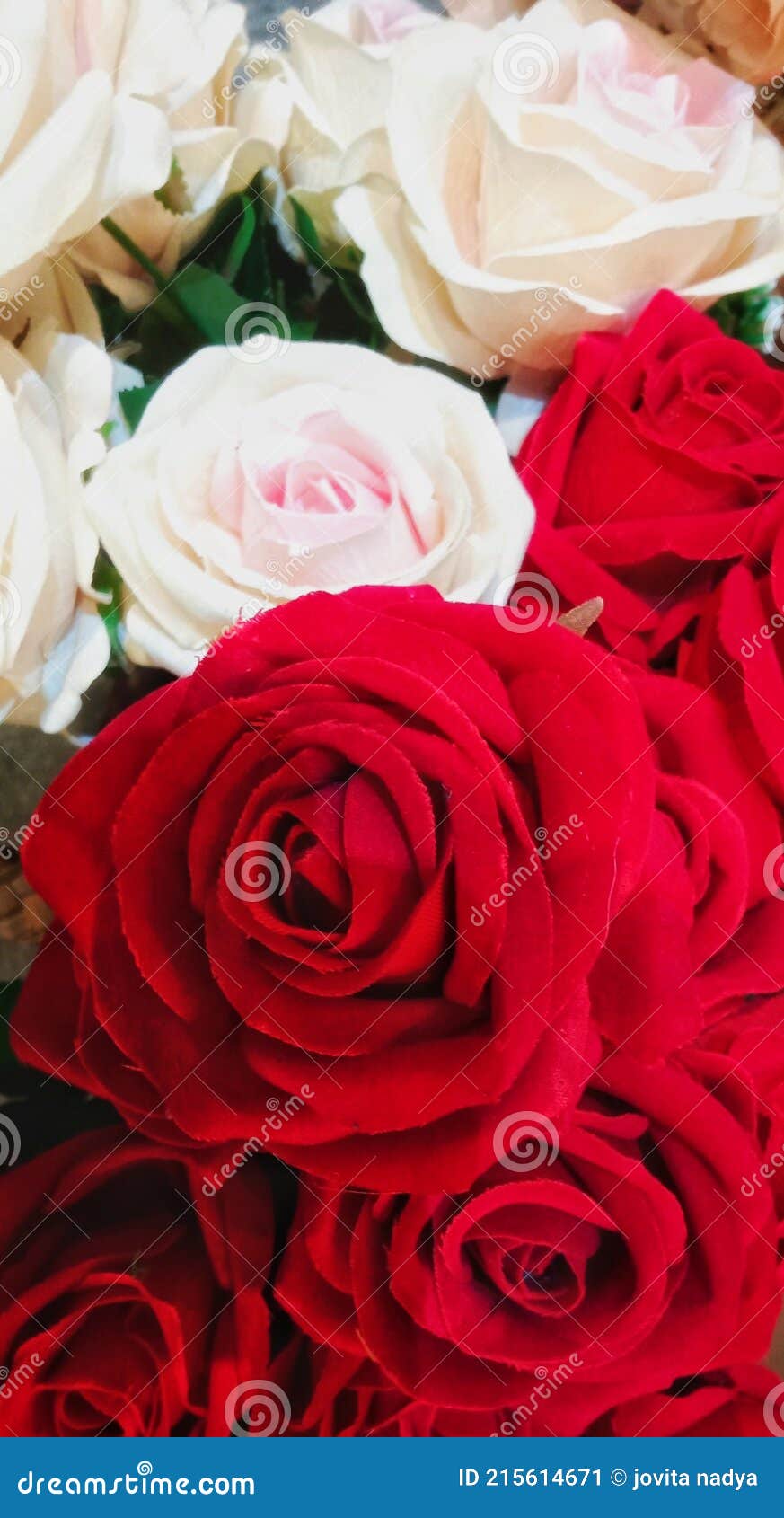 Beauty Roses Flower Red and Pink Stock Image - Image of flower, beauty ...