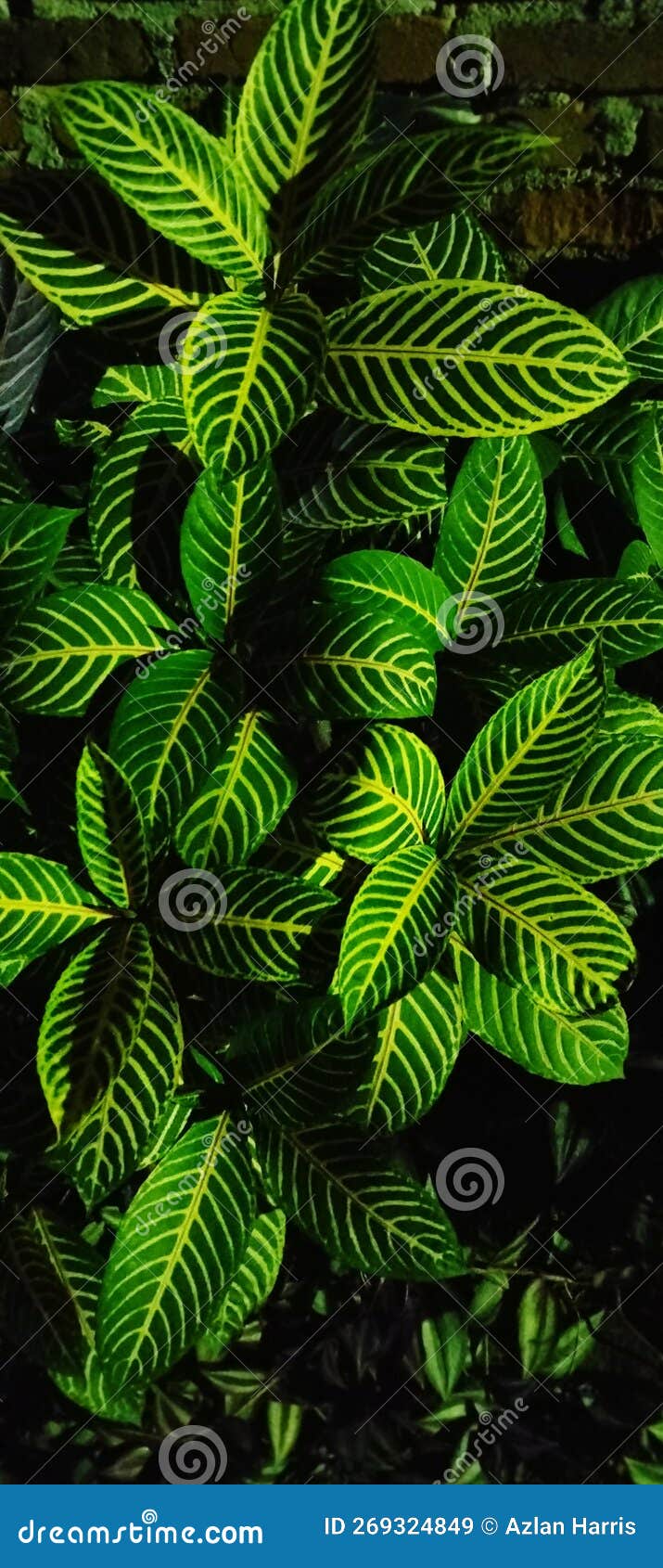 The Beauty Sanchezia Plant at Night Stock Image - Image of night ...