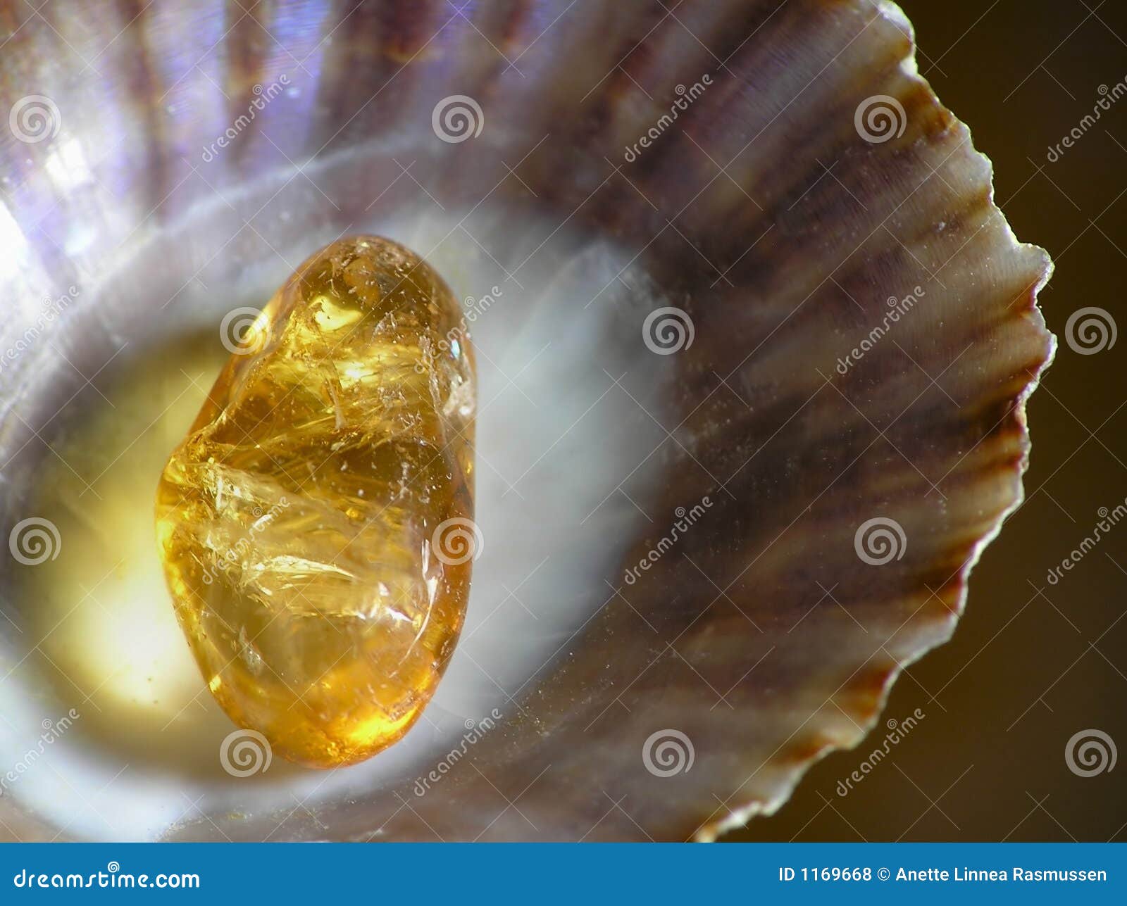 Beauty in shell stock photo. Image of transparent, material - 1169668
