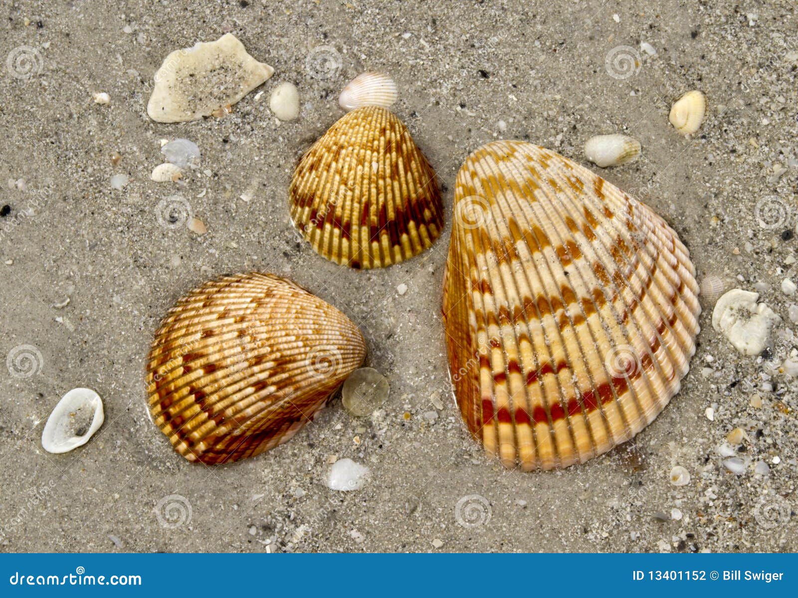 Lettered Olive Shell In Sand Stock Photography | CartoonDealer.com ...