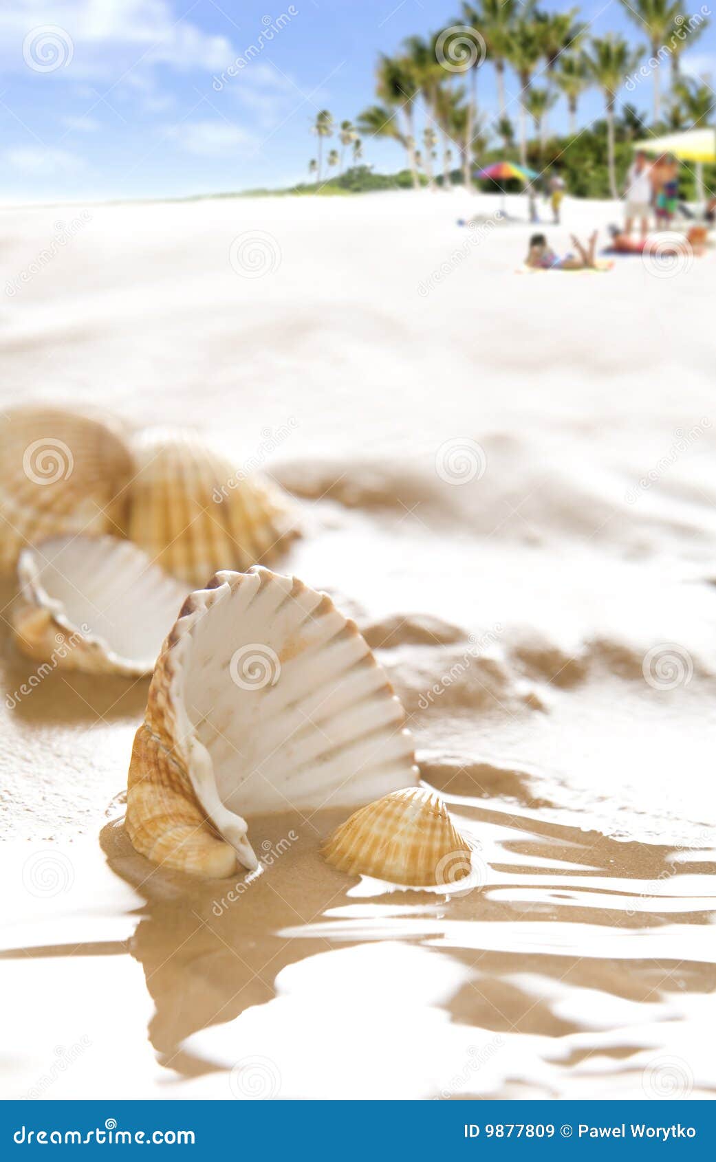 Beauty shells on the beach stock image. Image of relax - 9877809