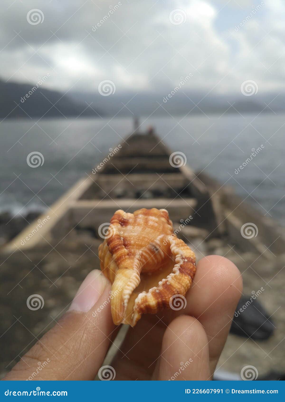 The beauty of shells stock image. Image of beauty, natural - 226607991