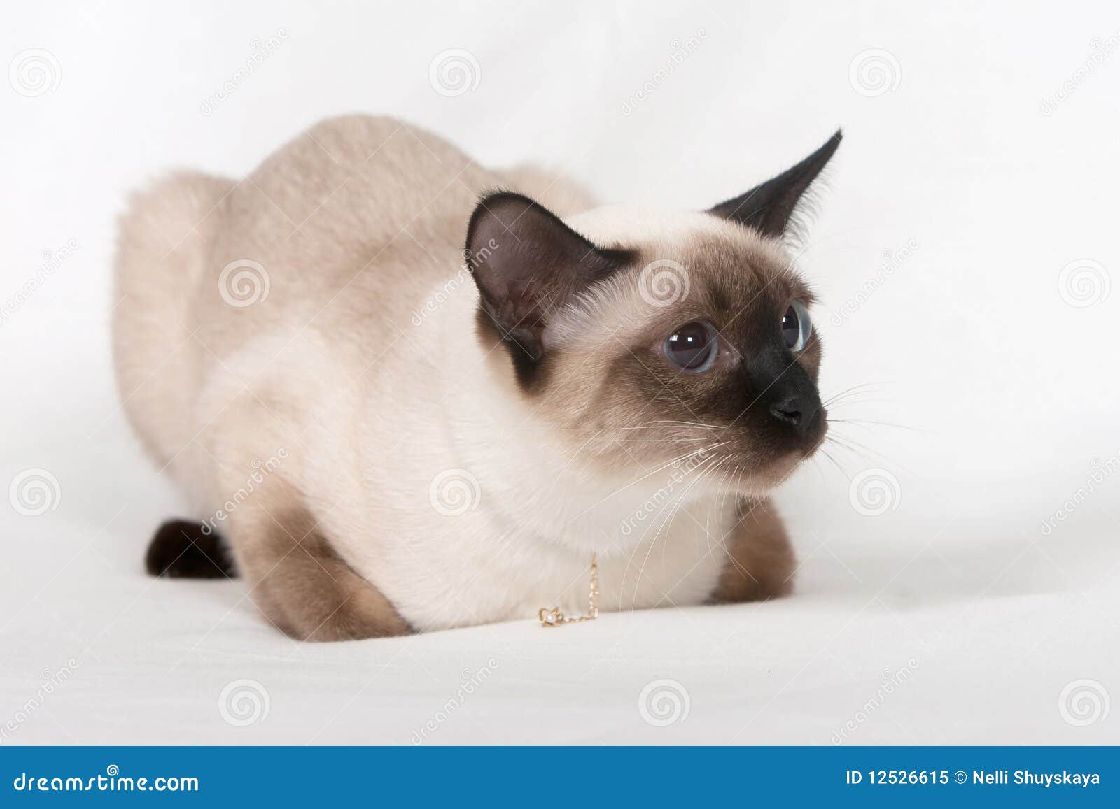 Beauty siamese cat stock image. Image of seal, beauty - 12526615