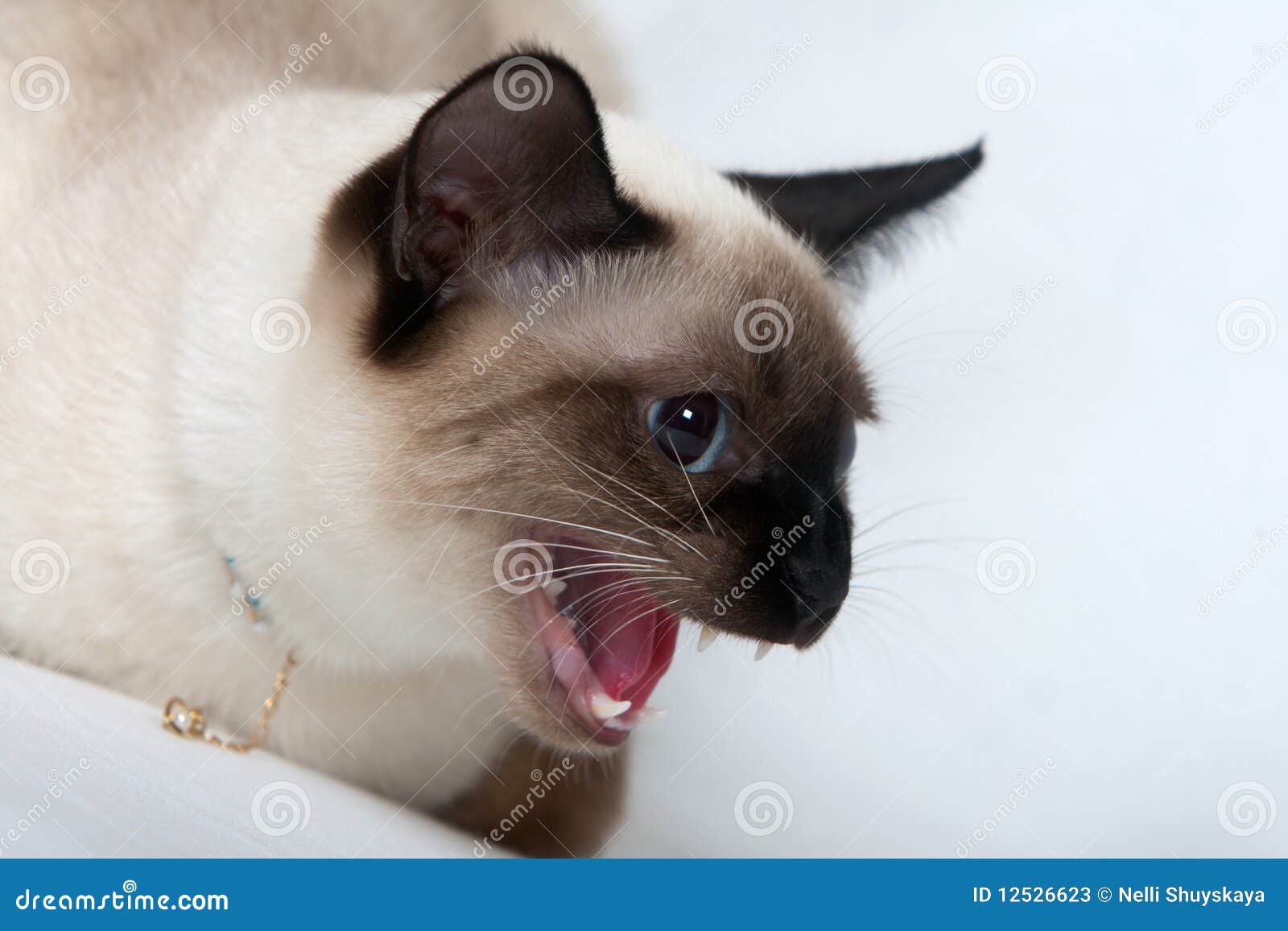 Beauty siamese cat stock image. Image of beautiful, cute - 12526623