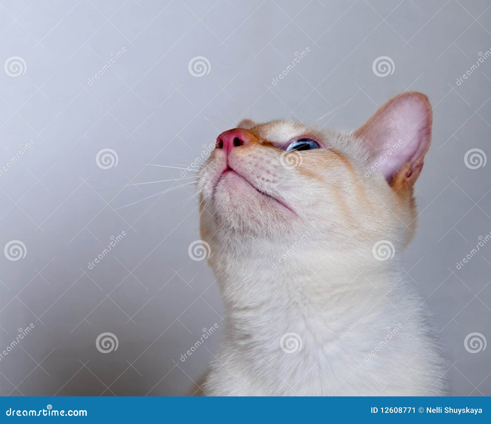 Beauty Siamese Cat Red-point Stock Image - Image of purebred, shorthair ...
