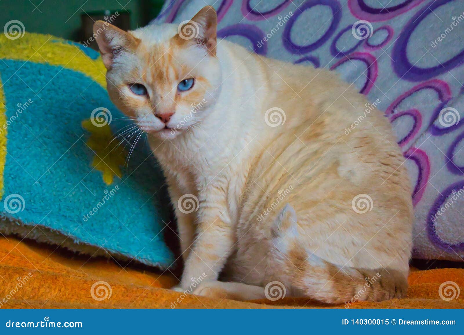 Red Colorpoint Shorthair