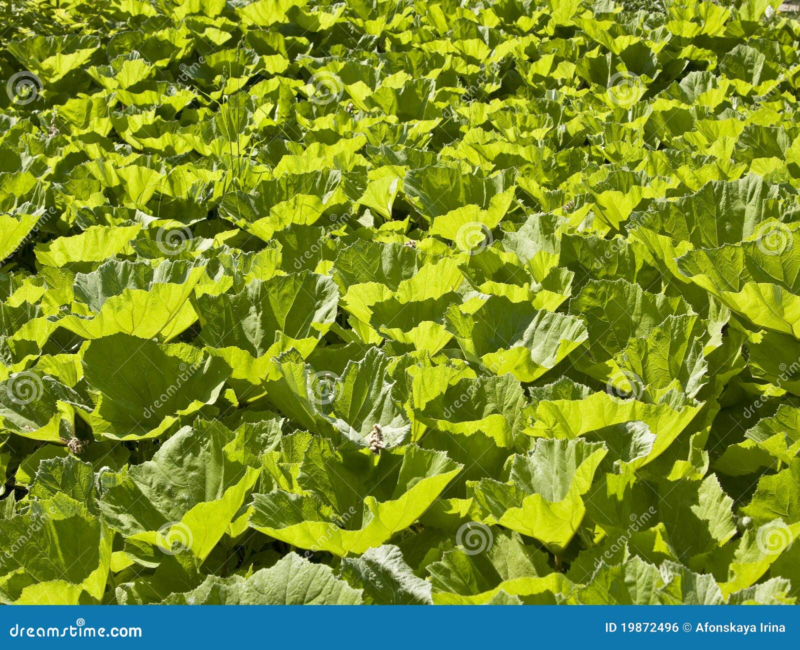 Beauty of Simple Plants. Dock Stock Photo - Image of field, plant: 19872496