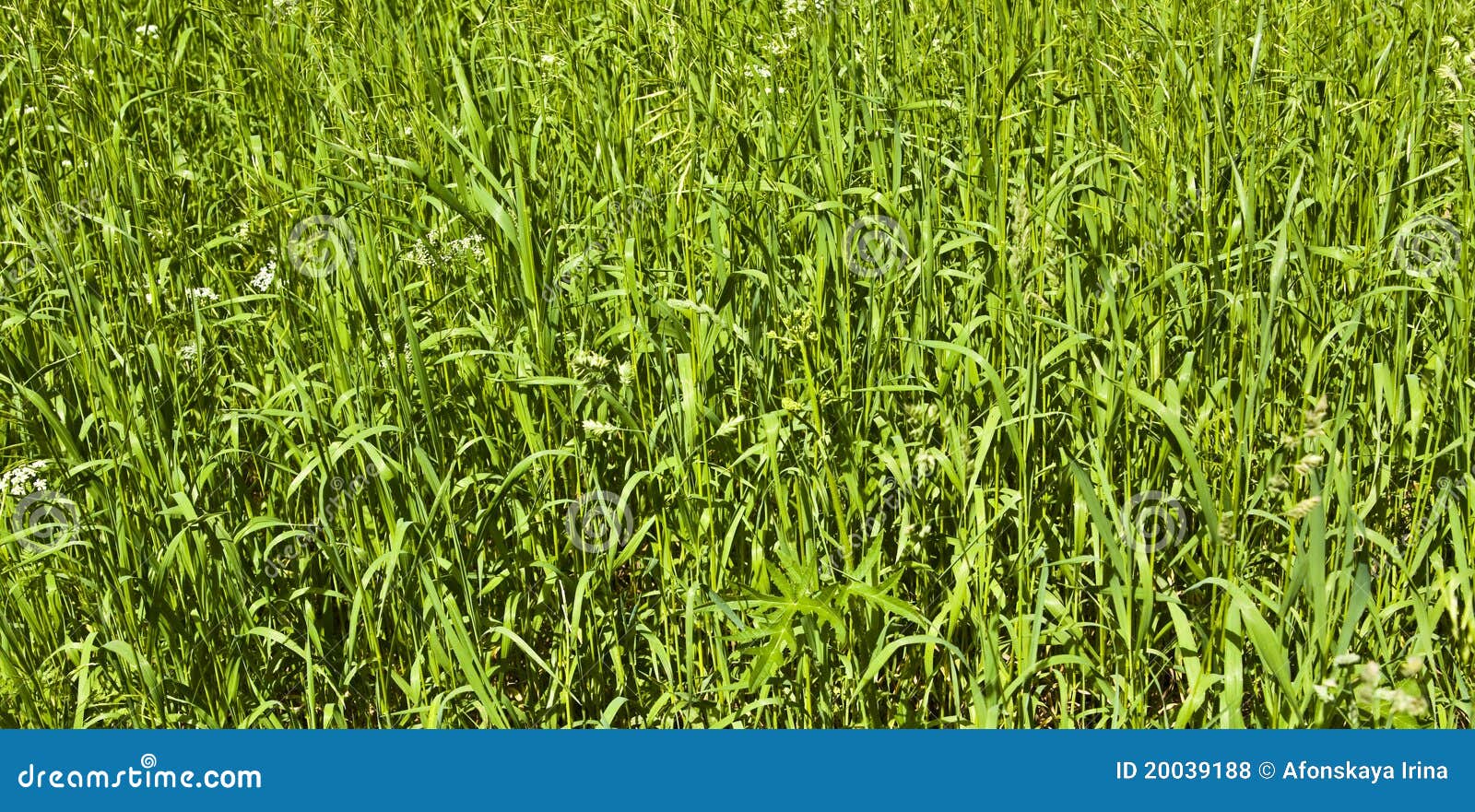 Beauty of Simple Plants. Grass Stock Photo - Image of plant, landscape ...