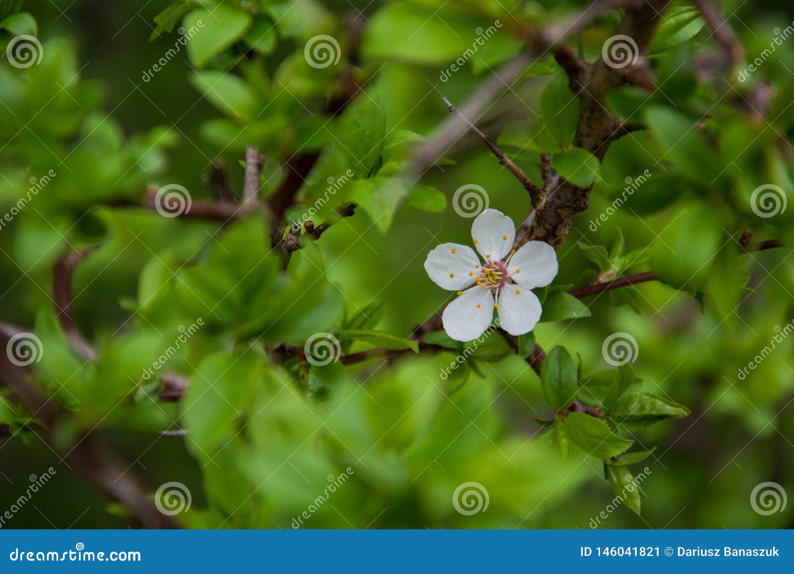 Beauty Single Flower on a Fruit Tree among Green Leaves Stock Image ...