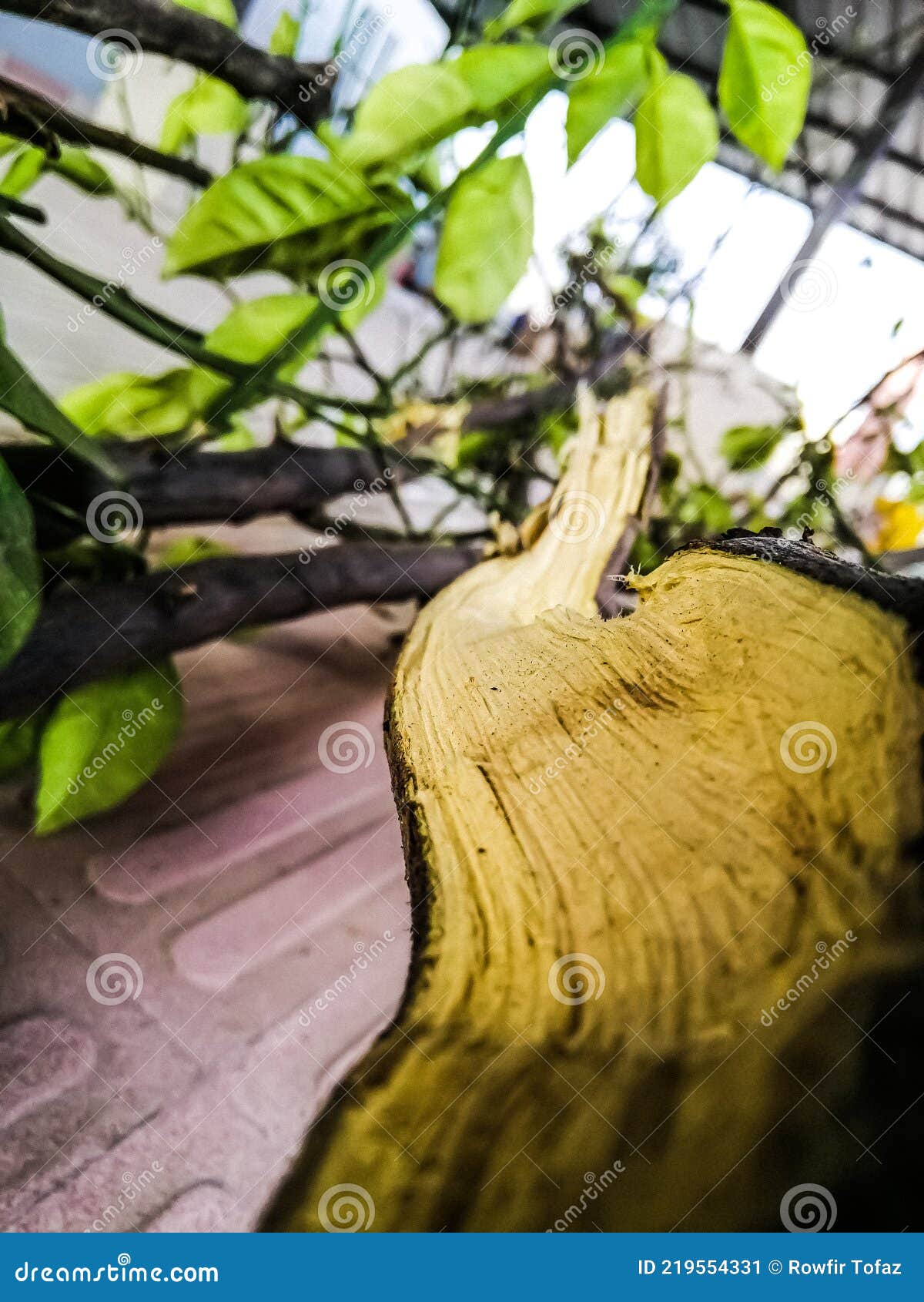 The beauty of slit wood. stock image. Image of branch - 219554331