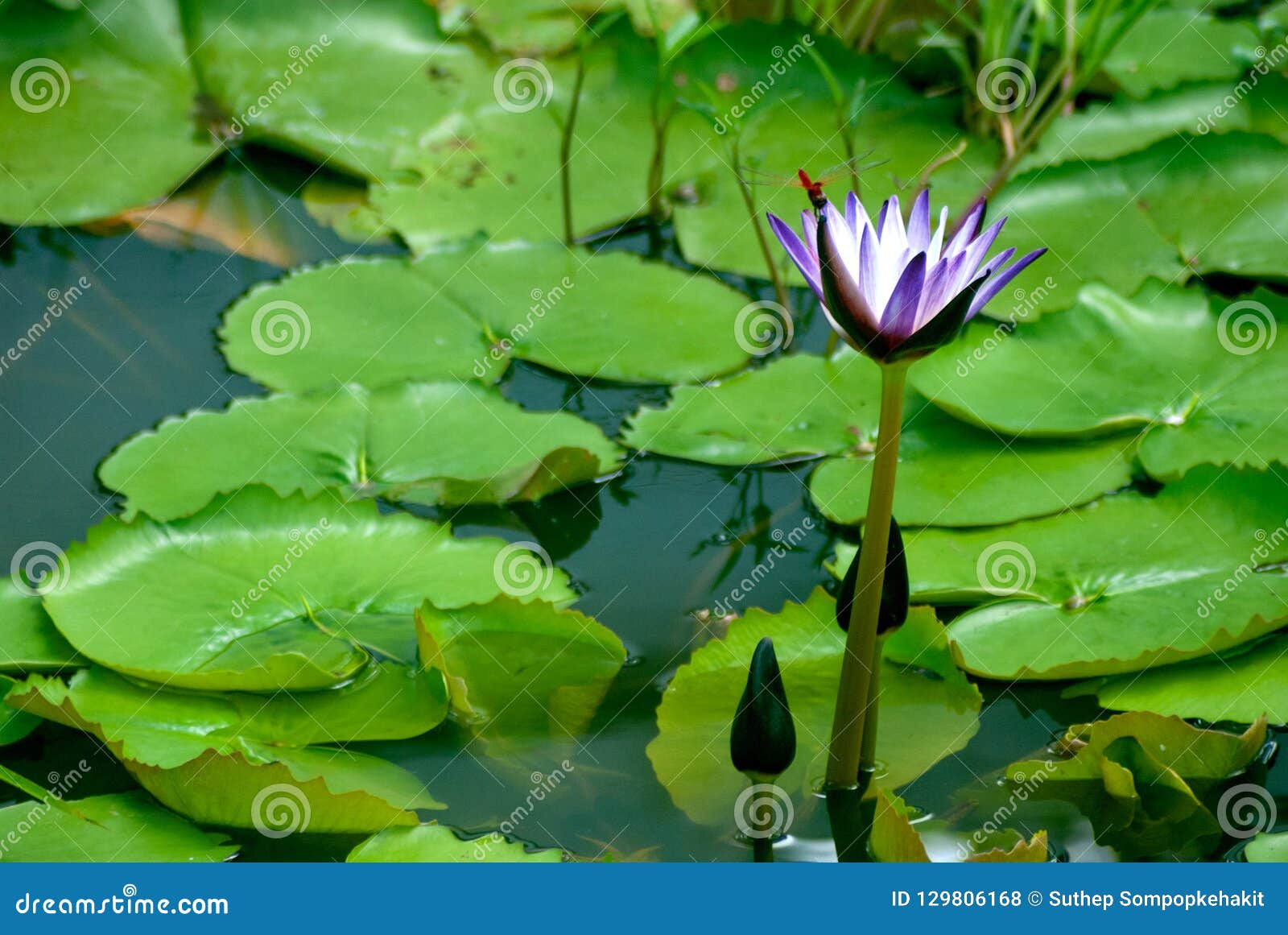 Beauty small lotus stock photo. Image of bloom, plant - 129806168