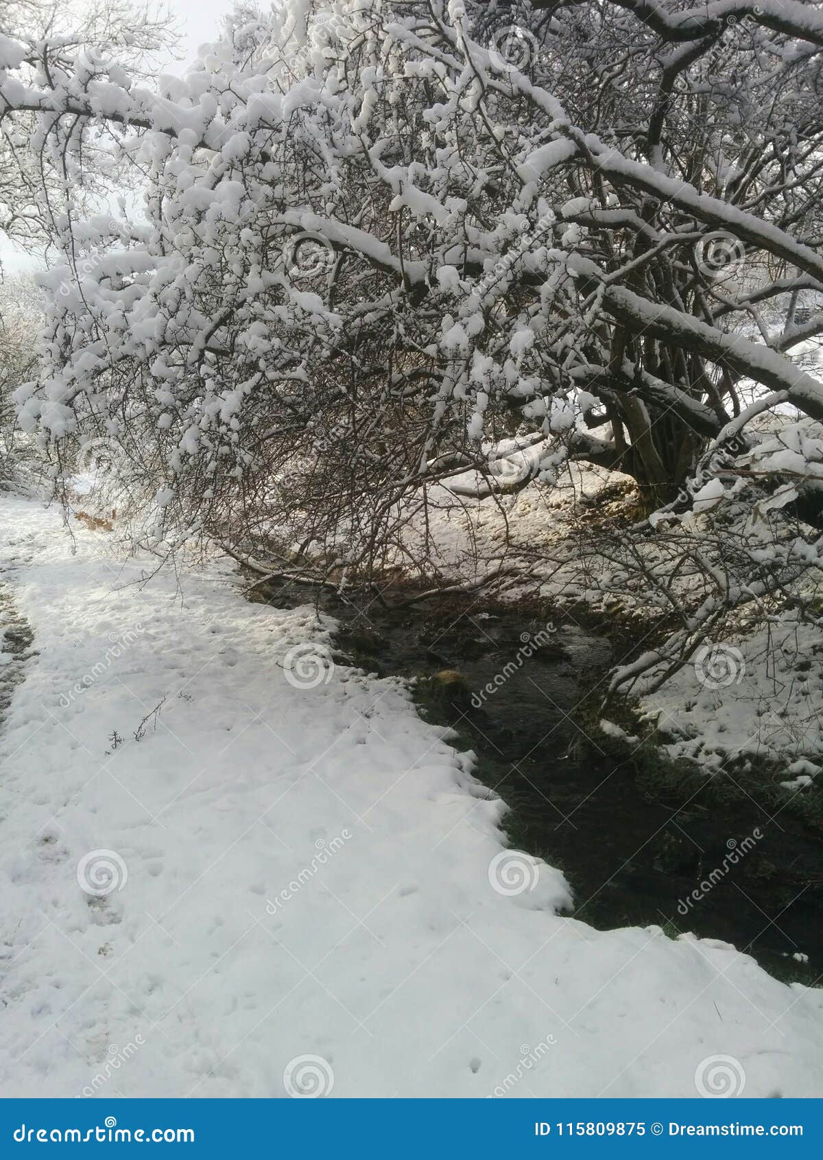 Early Snow stock image. Image of beauty, snow, early - 115809875