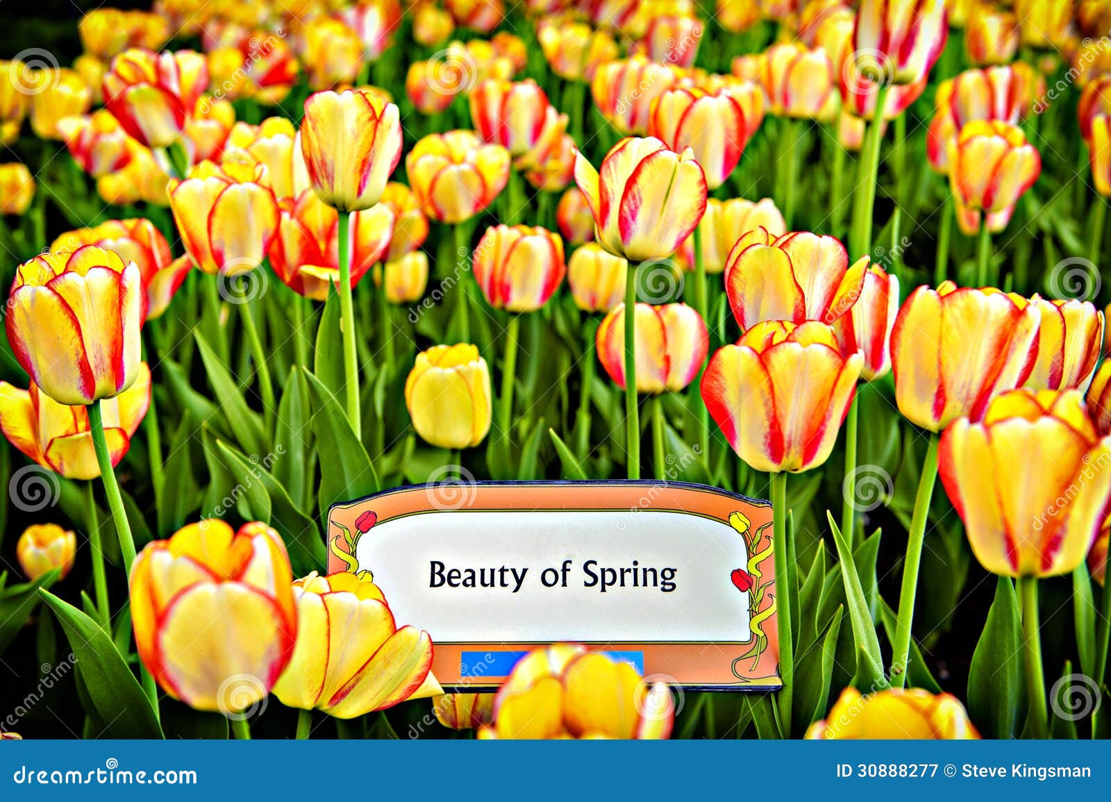 Beauty of Spring stock image. Image of summer, easter - 30888277