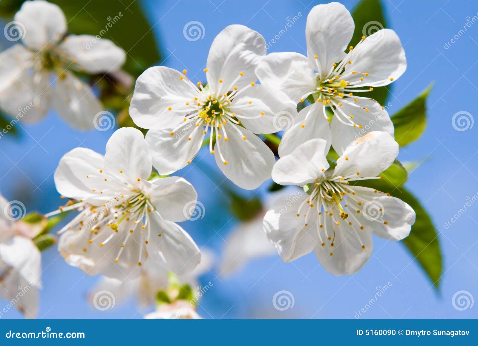 Beauty spring flowers stock photo. Image of beautiful - 5160090