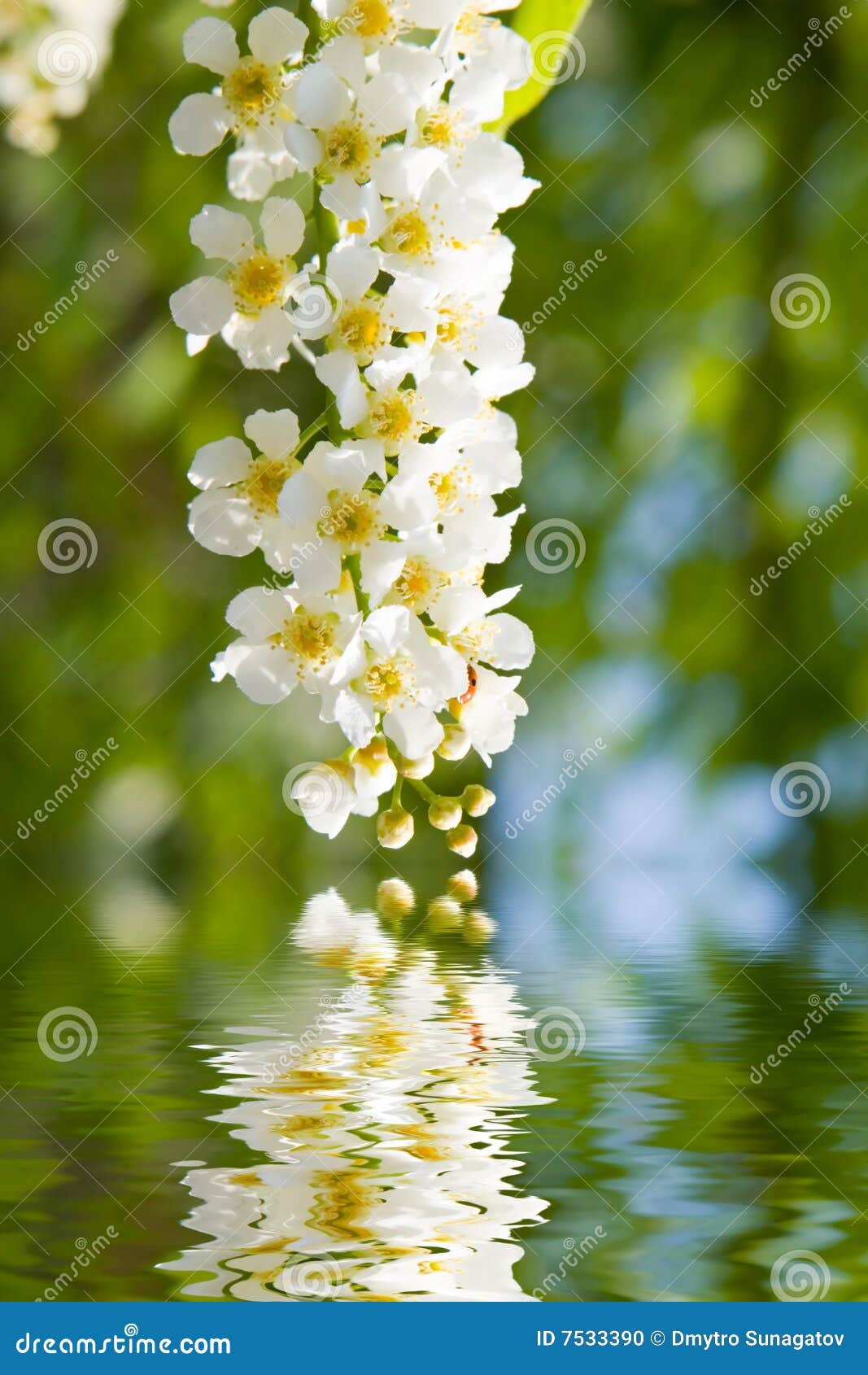 Beauty spring flowers stock photo. Image of natural, background - 7533390
