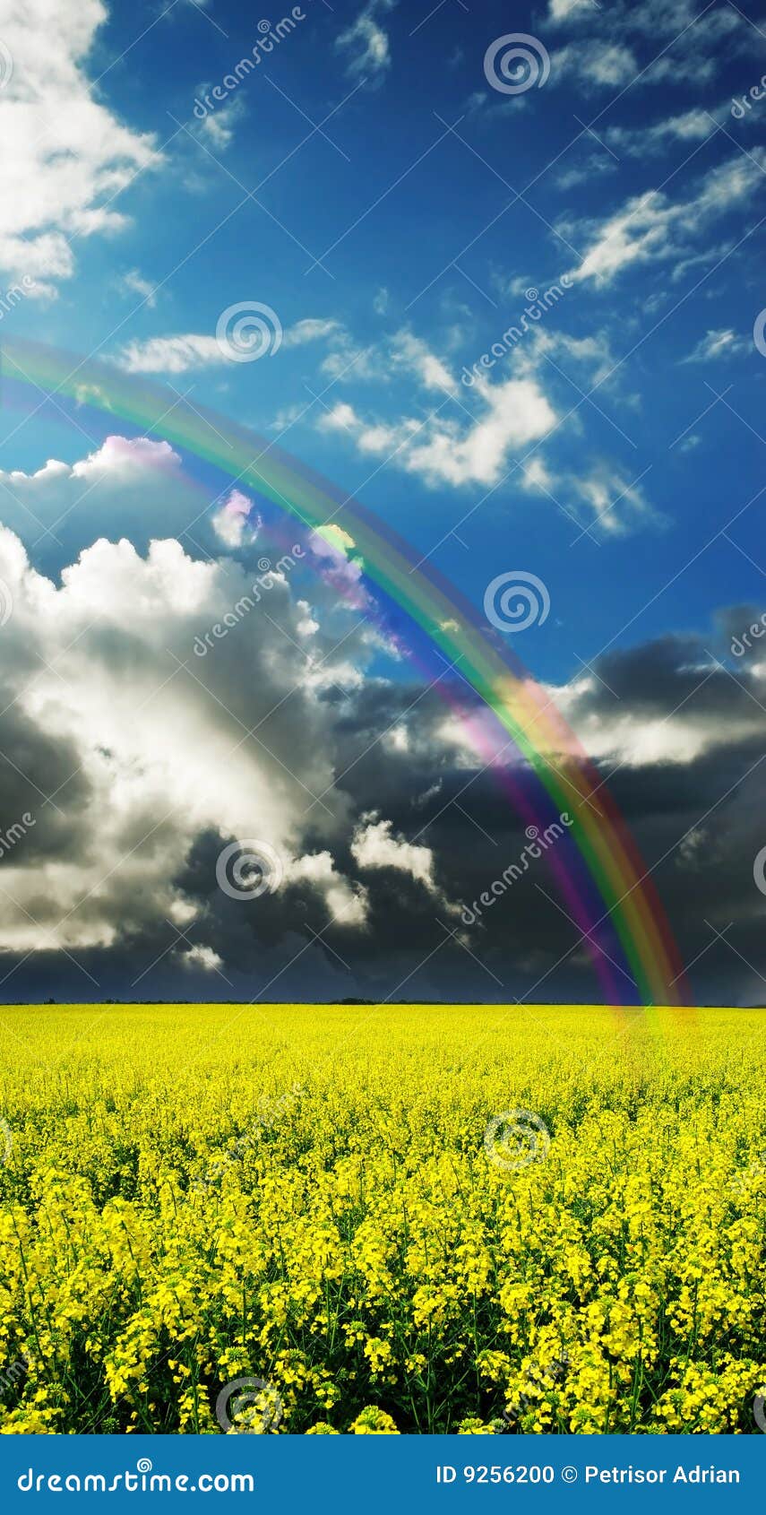 Beauty of Spring Landscape Yellow Field Stock Photo - Image of outdoor ...