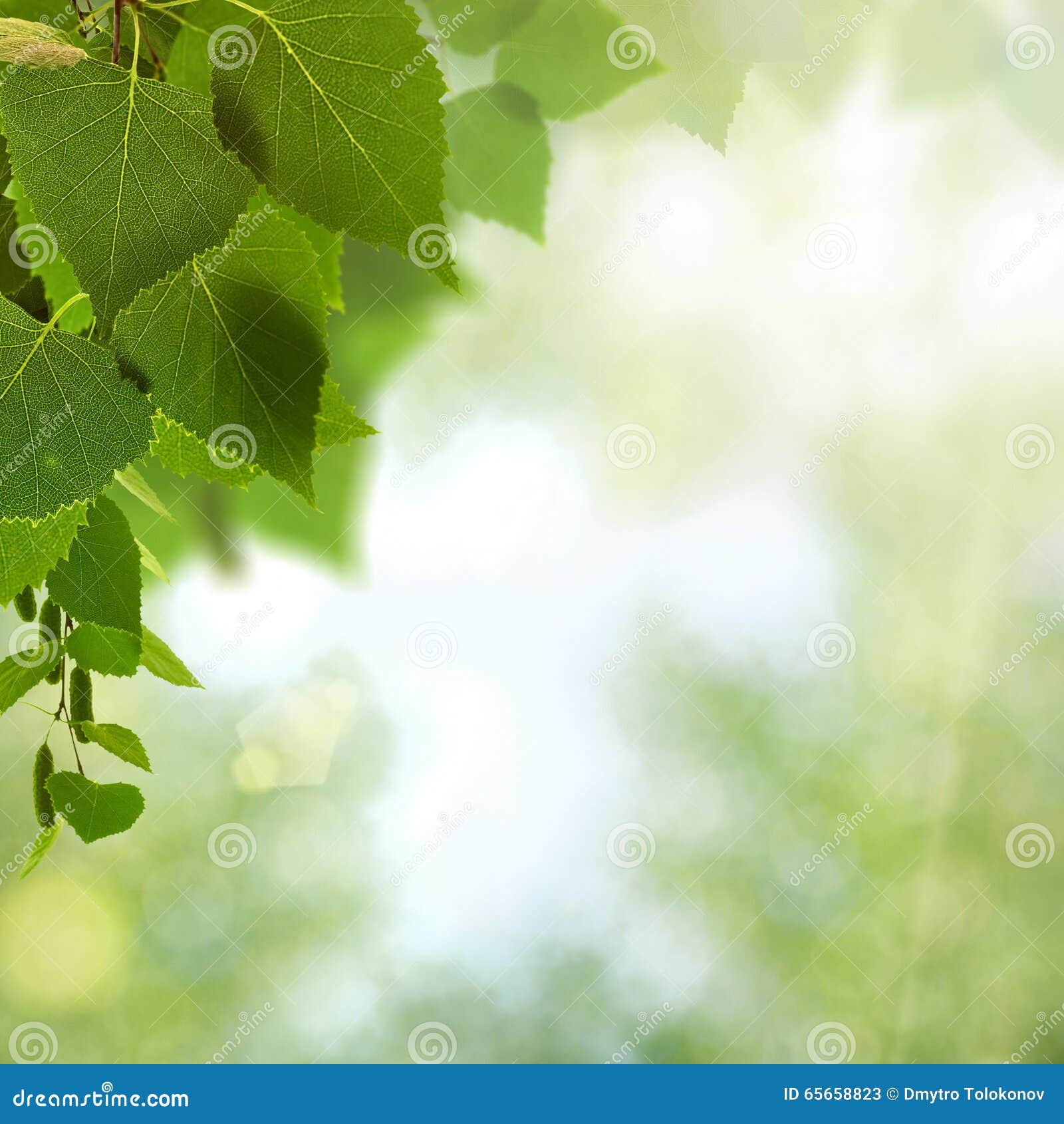 Beauty Spring and Summer Backgrounds Stock Image - Image of season ...