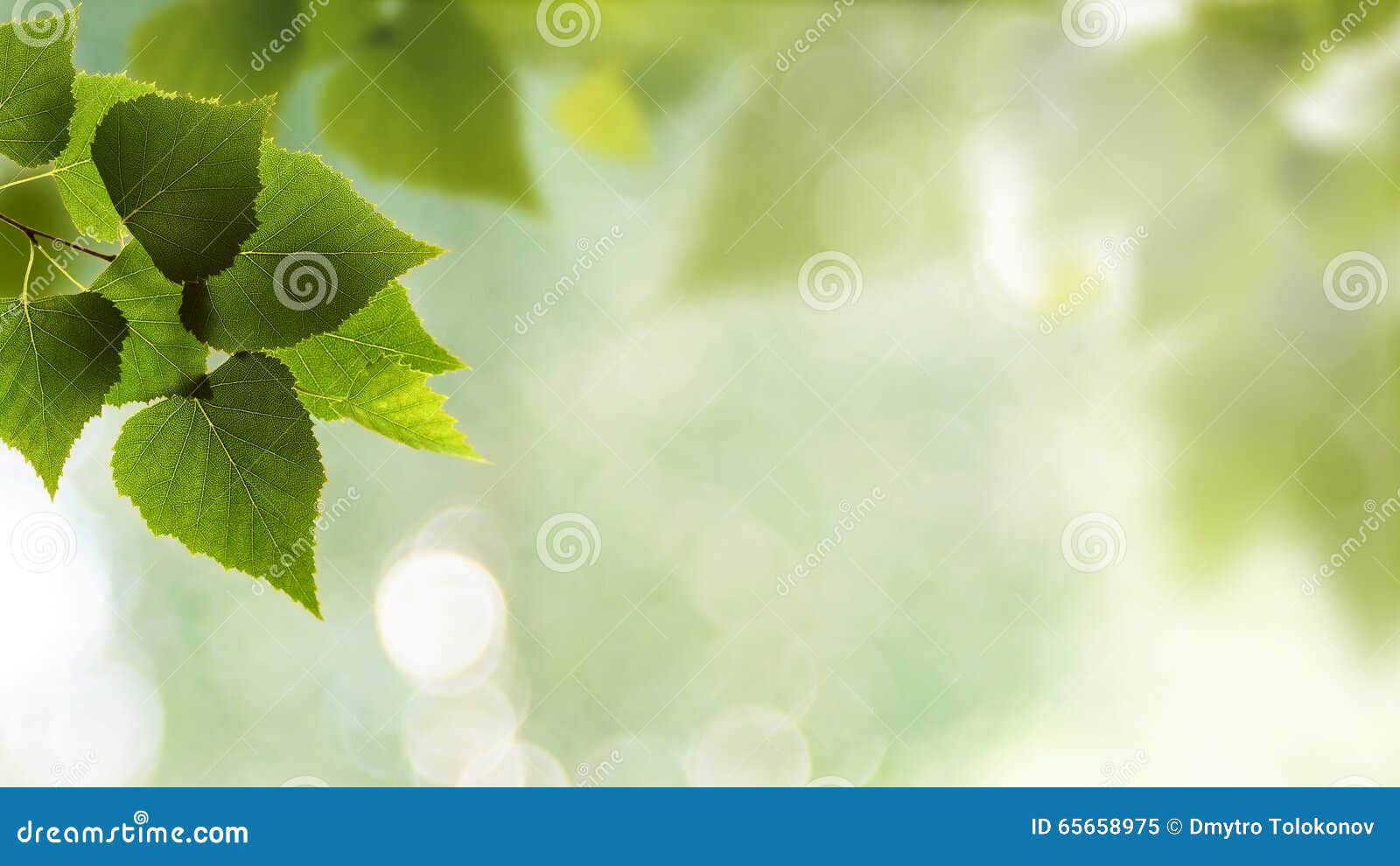 Beauty Spring and Summer Backgrounds Stock Image - Image of bright ...