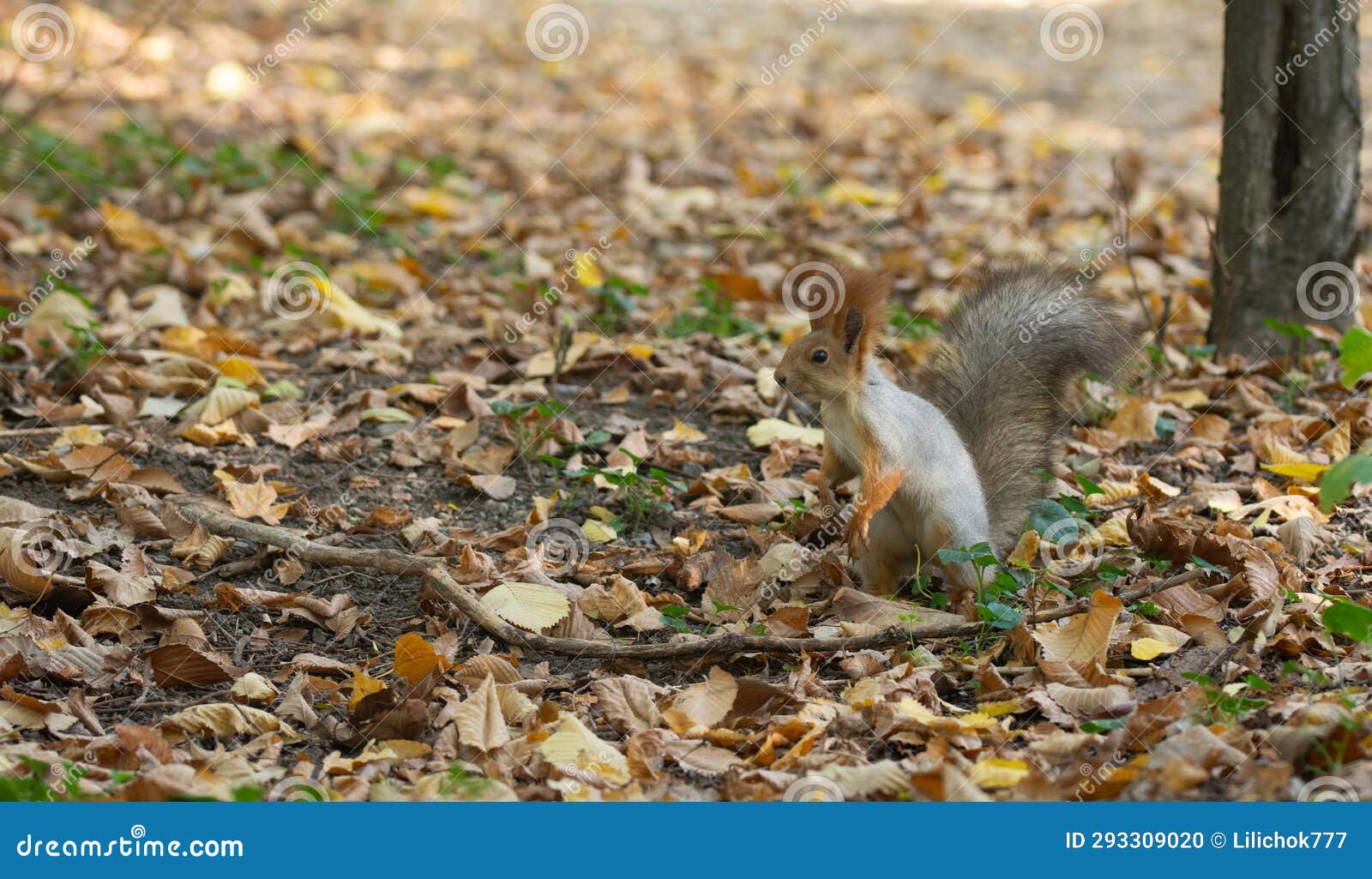 Beauty Squirrel Stands on Two Legs Stock Photo - Image of environment ...