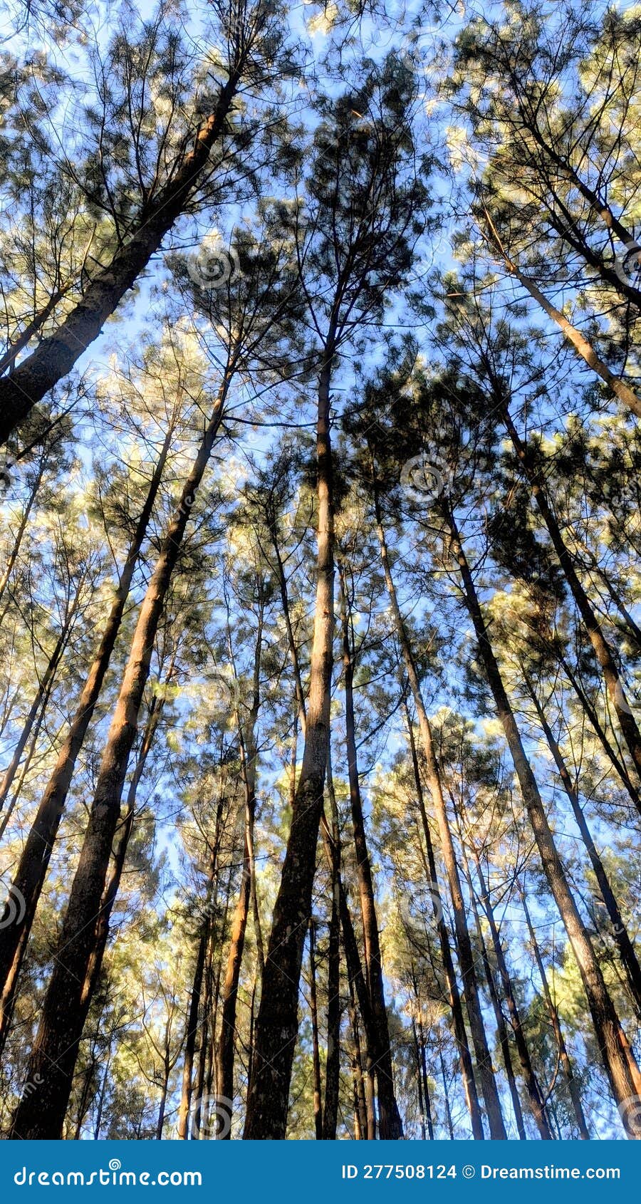 The Beauty of the Sukanagara Pine Tree Stock Photo - Image of ...