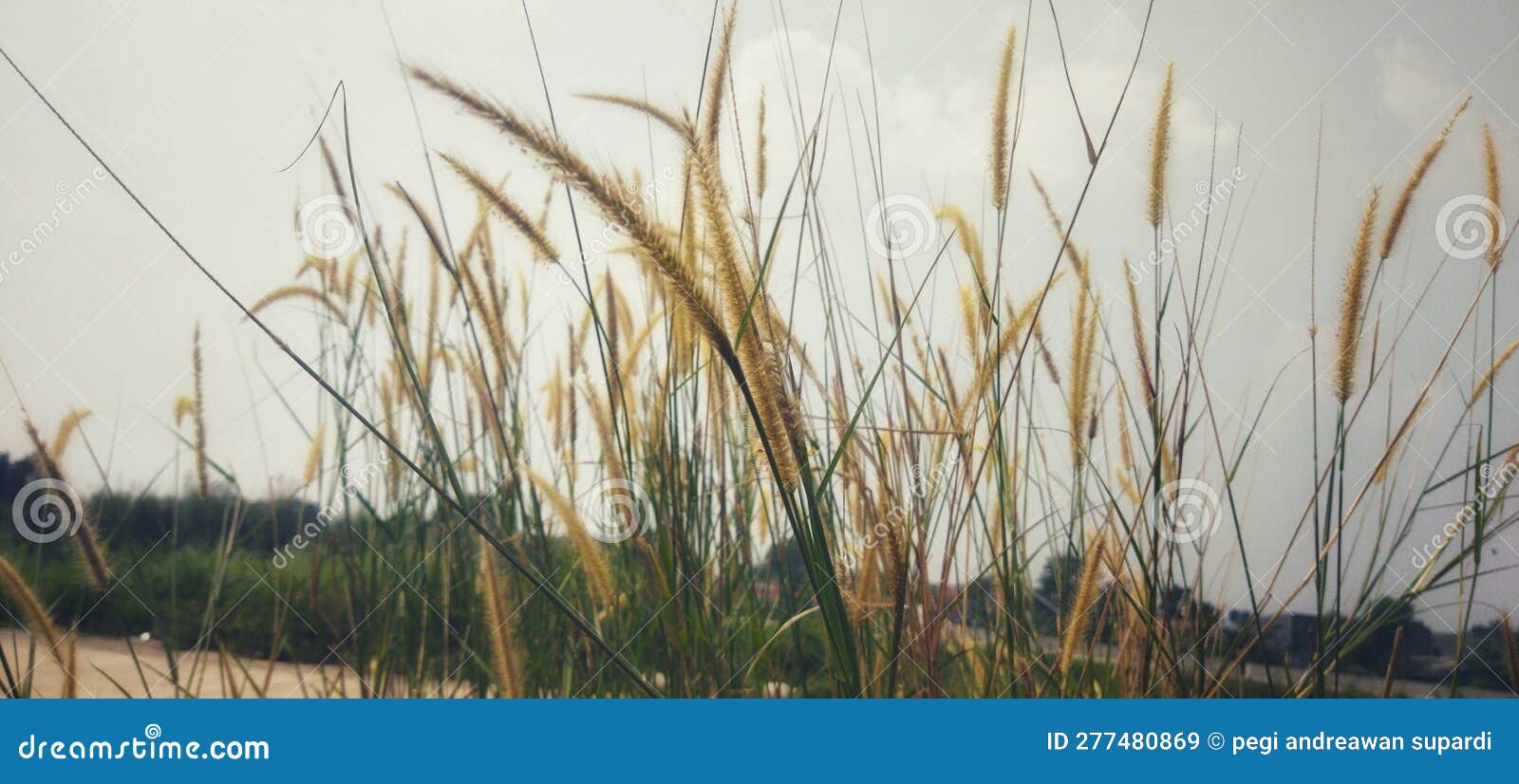 The Beauty of the Summer Swaying Grass Stock Image - Image of grass ...