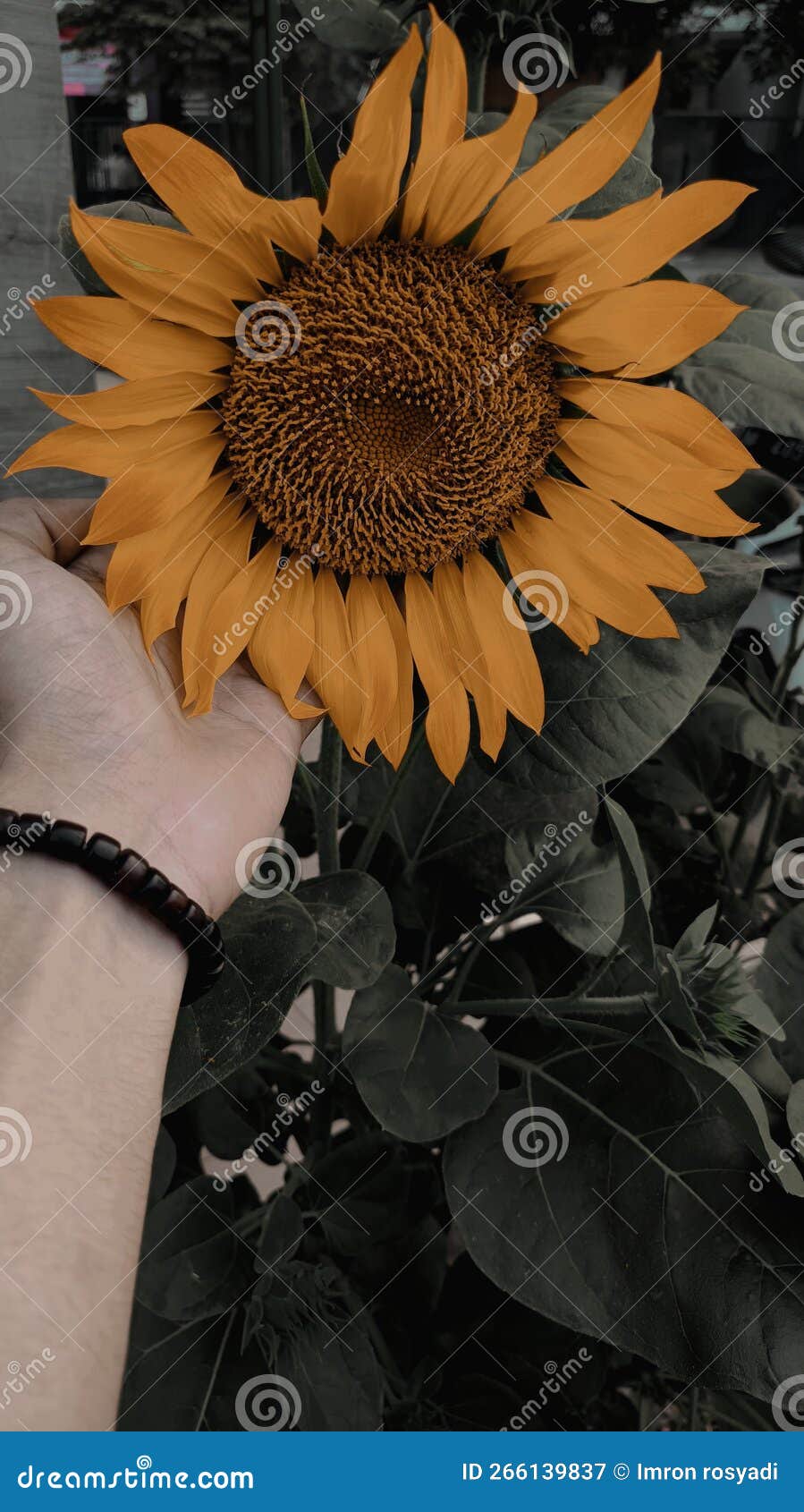 The Beauty of Sunflowers in Hand Stock Image - Image of hand, field ...