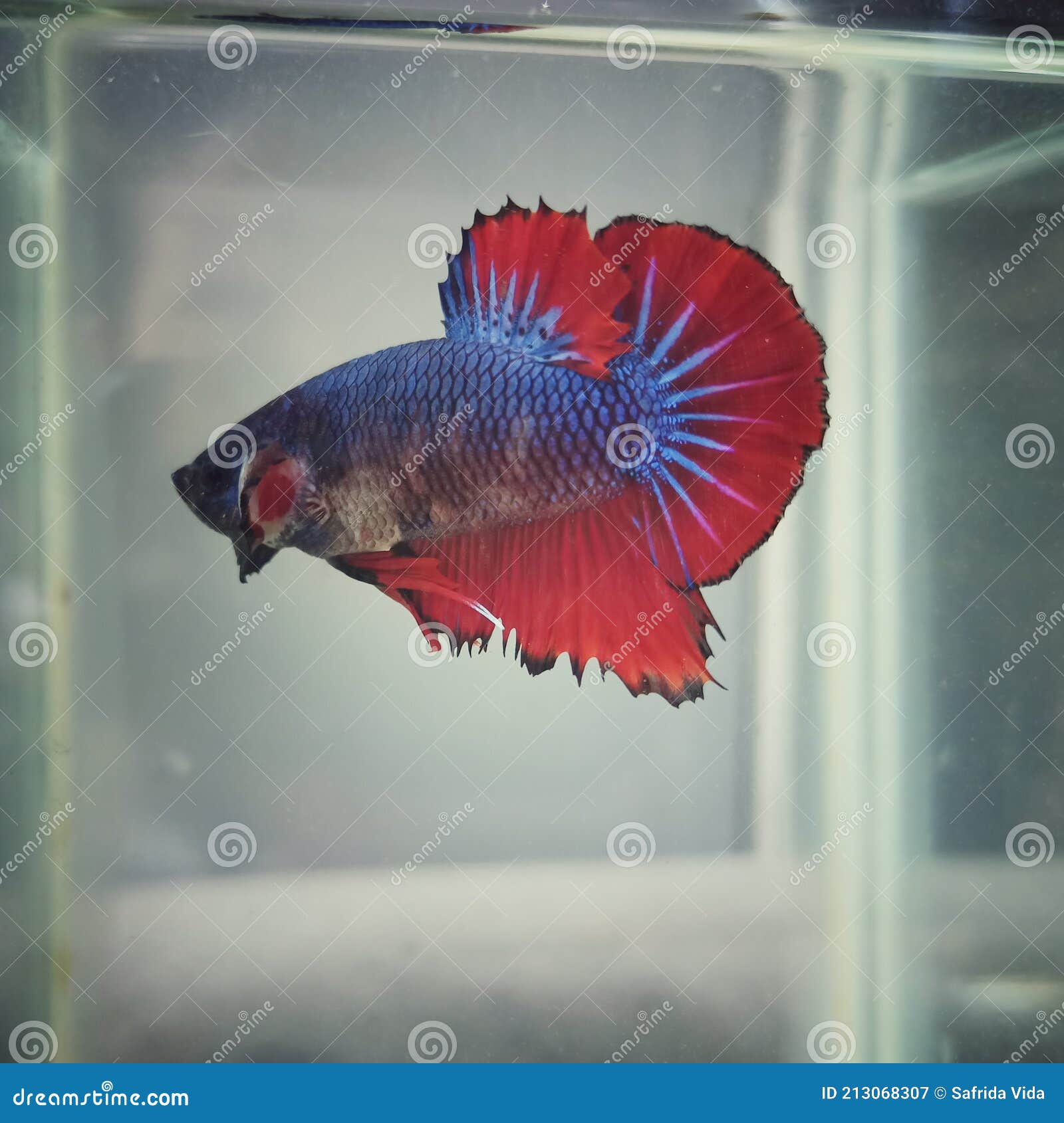 Red And Blue Betta Fish Royalty-Free Stock Photo | CartoonDealer.com ...