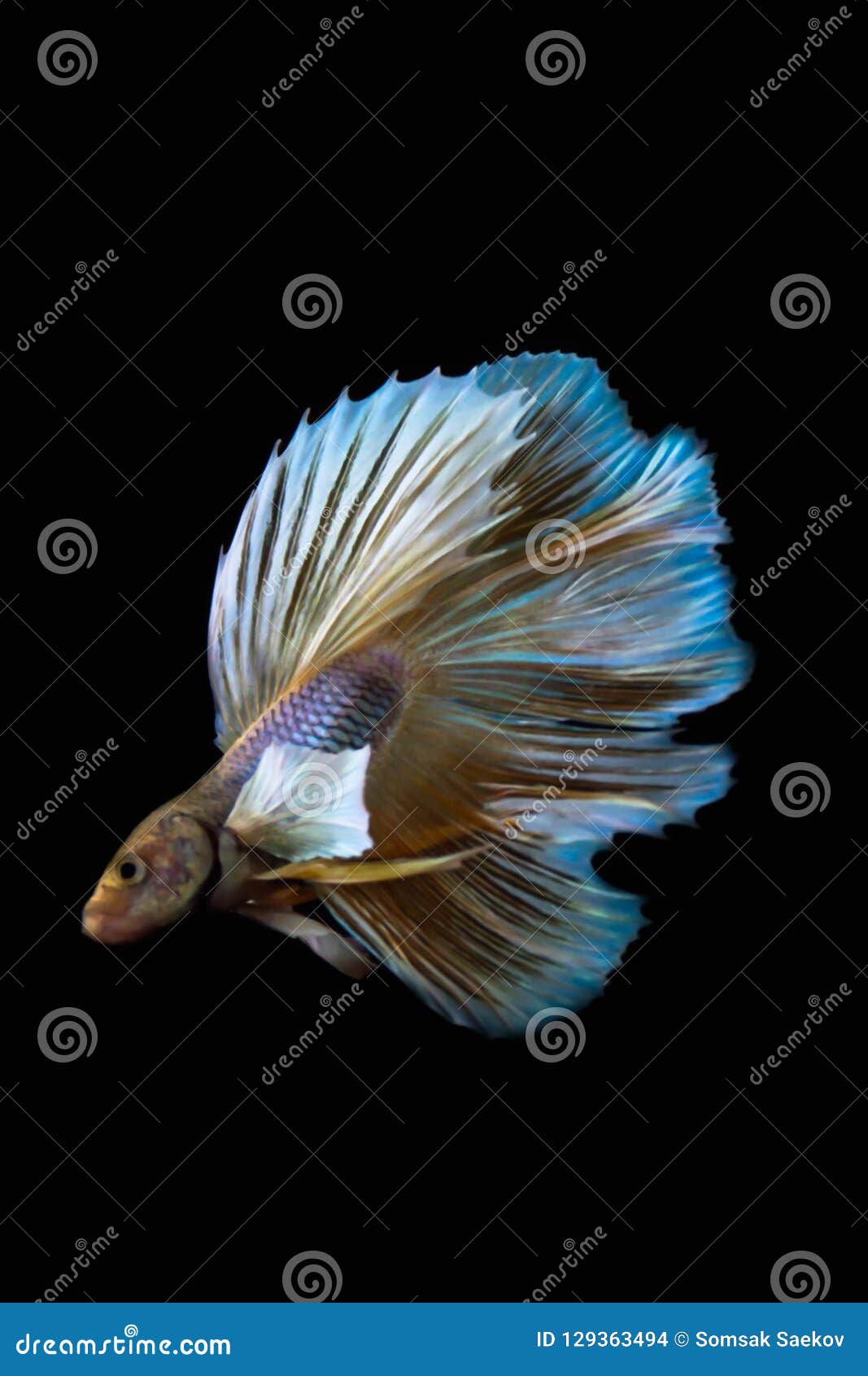 The Beauty of Thai White Fish. Stock Photo - Image of bite, beauty ...