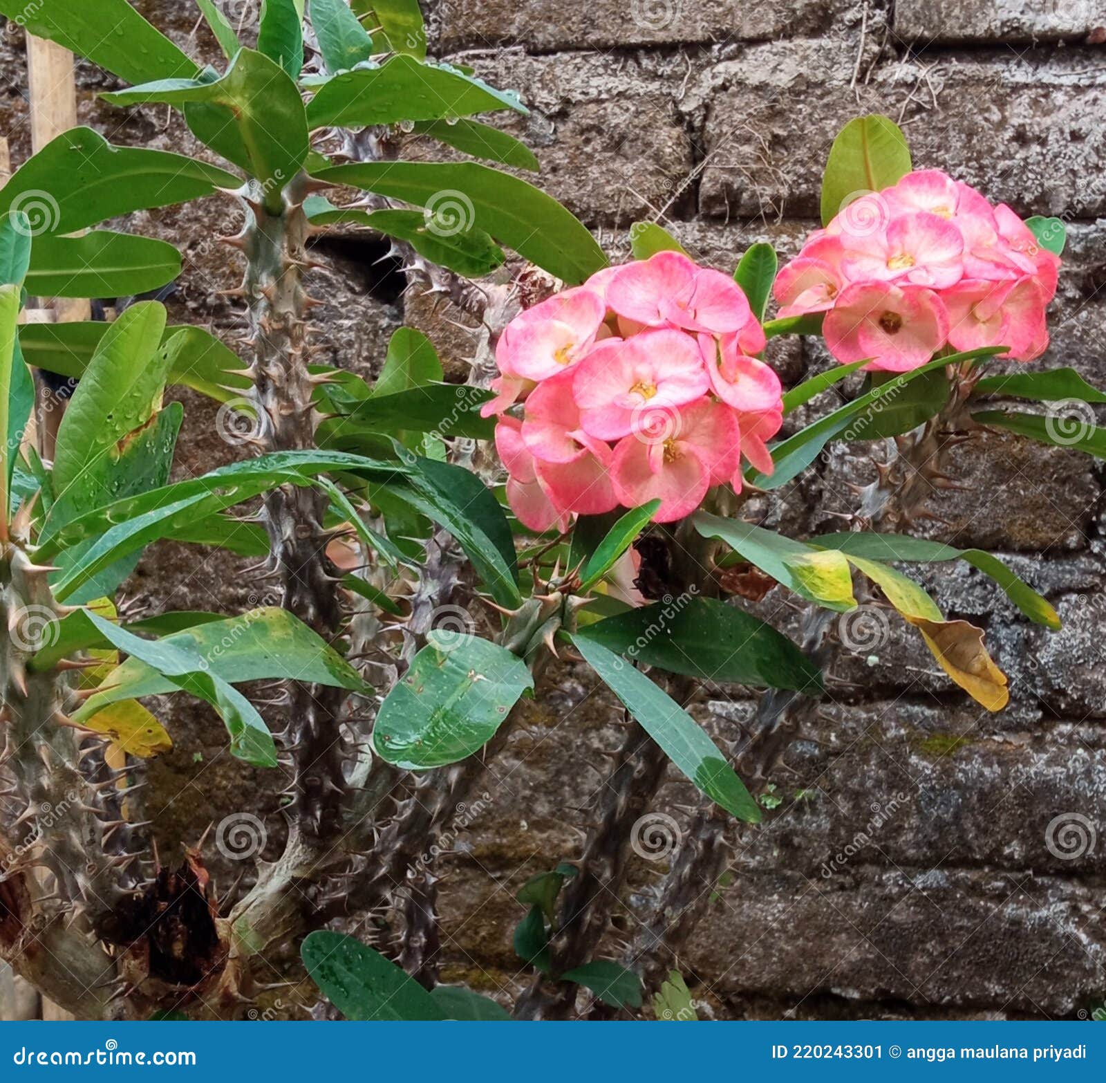 The Beauty of Thorny Flowers Stock Image - Image of garden, blossom ...
