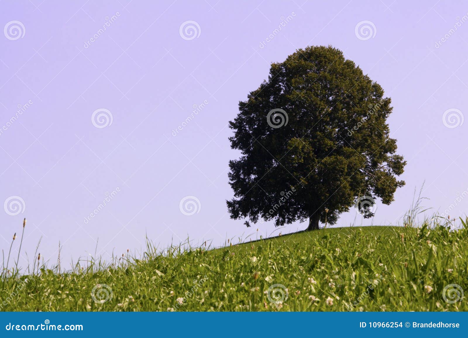 Beauty tree stock photo. Image of plants, lonely, nature - 10966254
