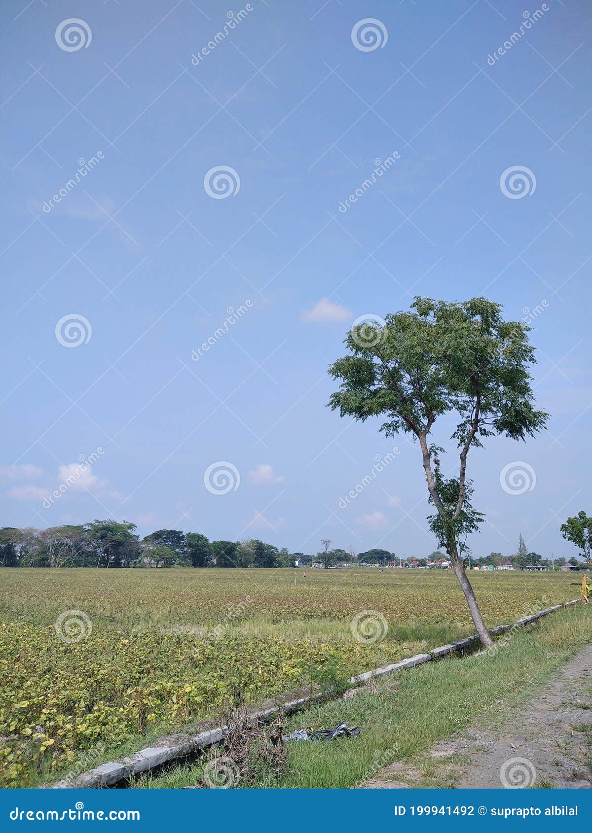 Beauty of tree stock photo. Image of nature, tree, beauty - 199941492