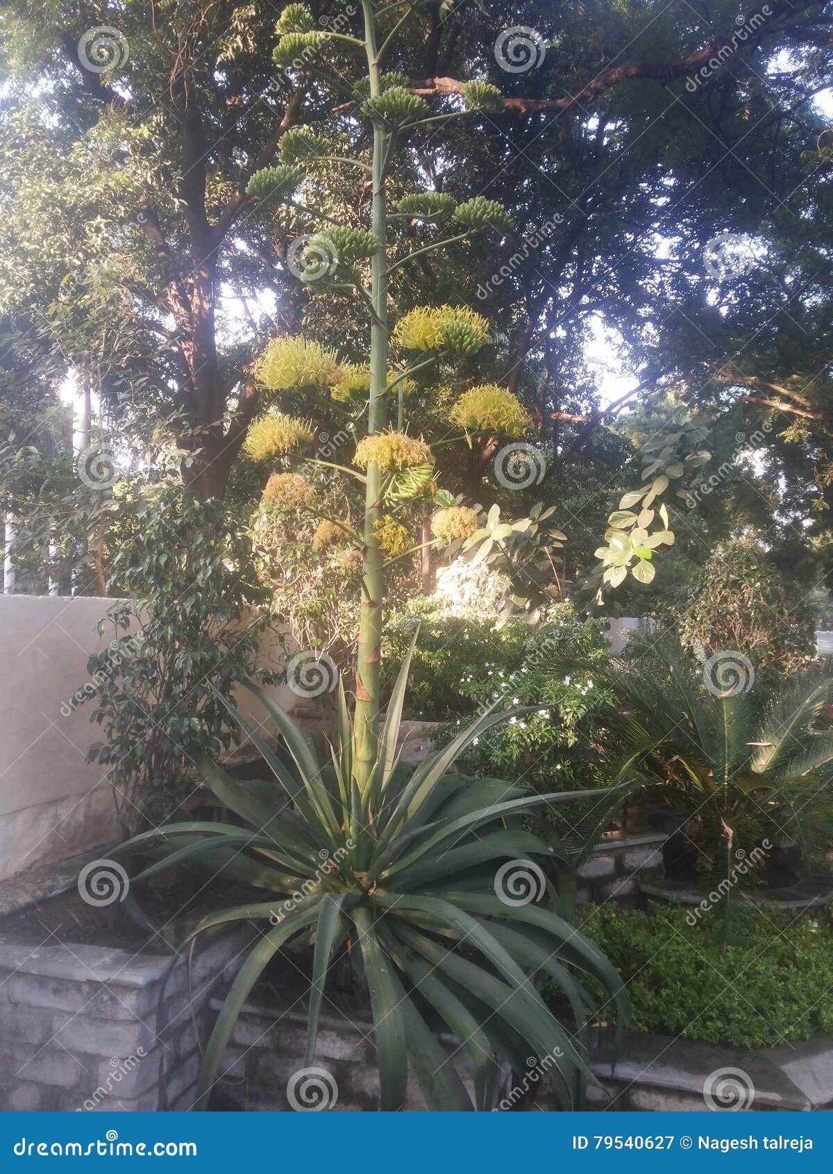 Beauty tree stock image. Image of plant, beauty, tree - 79540627