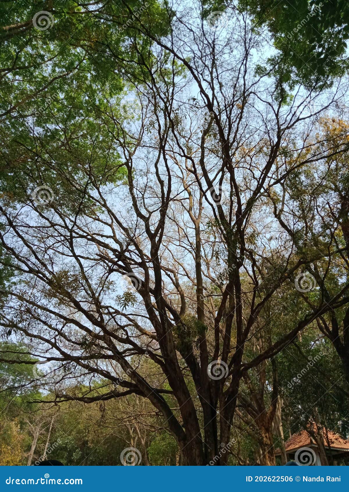The Beauty of Tree Branches Creeping in the Forest Stock Photo - Image ...