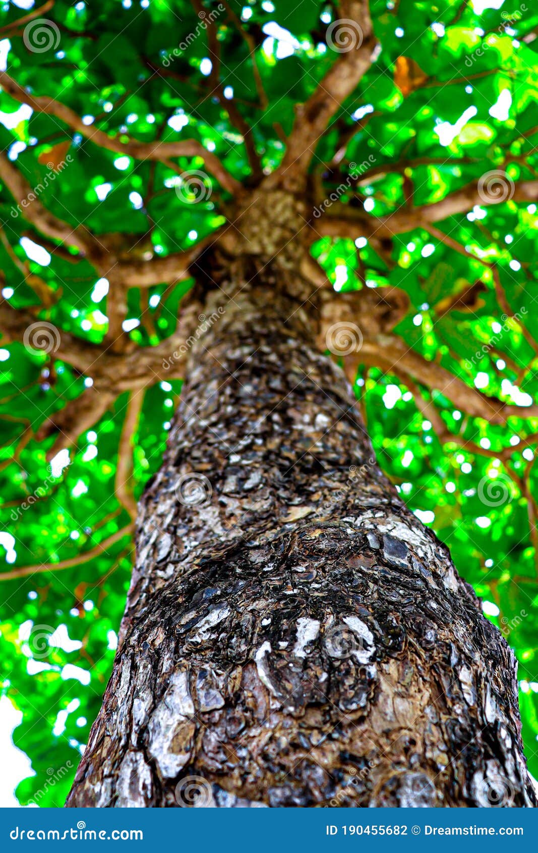 The Beauty of a Tree Shown in Its Texture Stock Photo - Image of ...