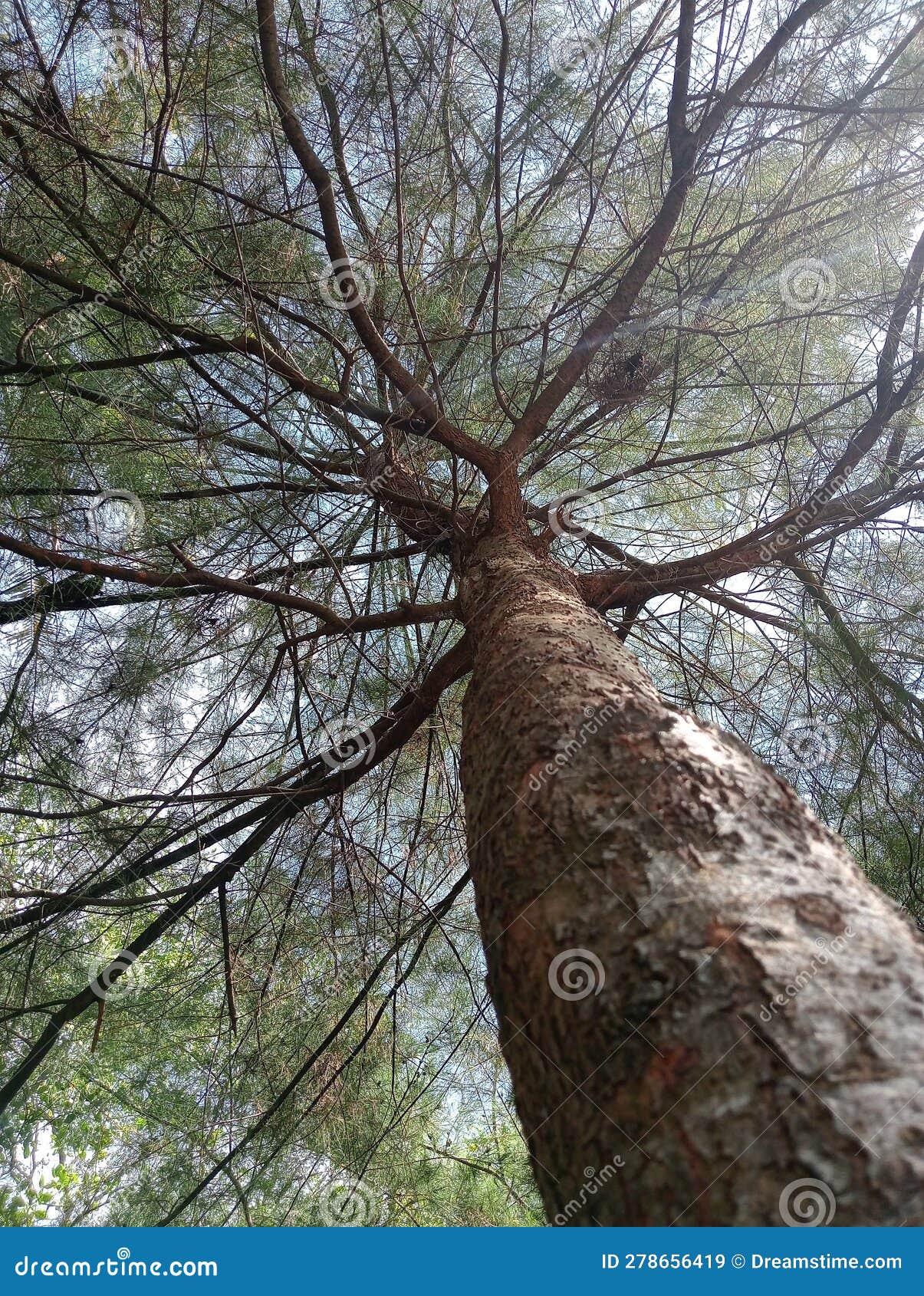 The Beauty of a Tree when Viewed from the Right Perspective Stock Image ...