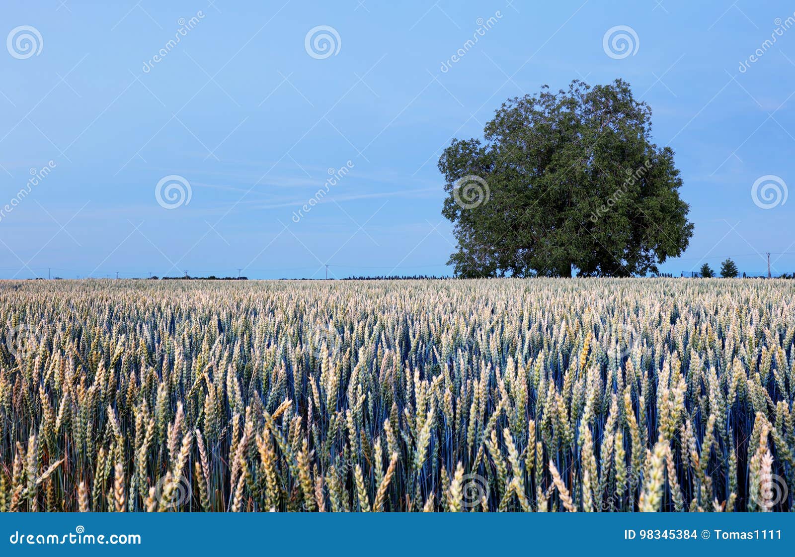 Beauty Tree on Wheat Field at Night Stock Photo - Image of grass ...