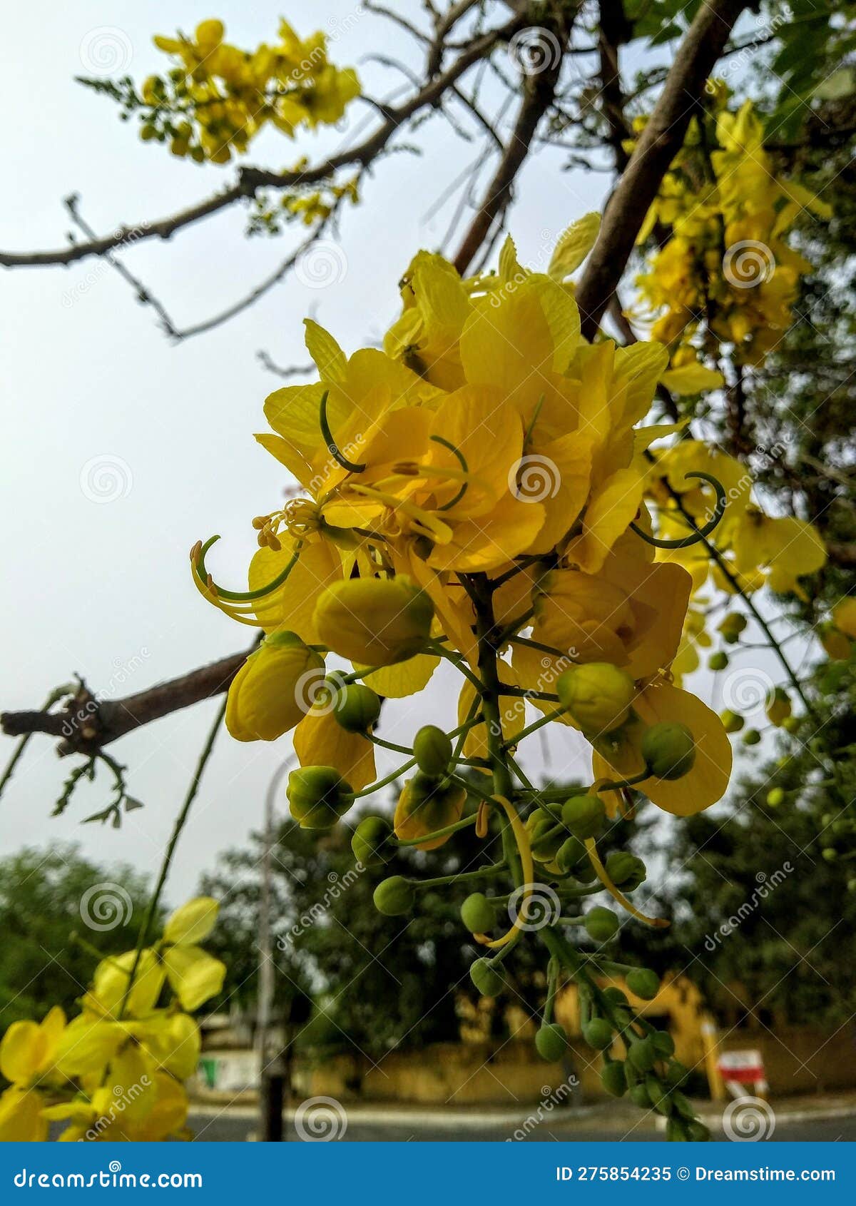 Beauty of Trees stock image. Image of wallpaper, trees - 275854235