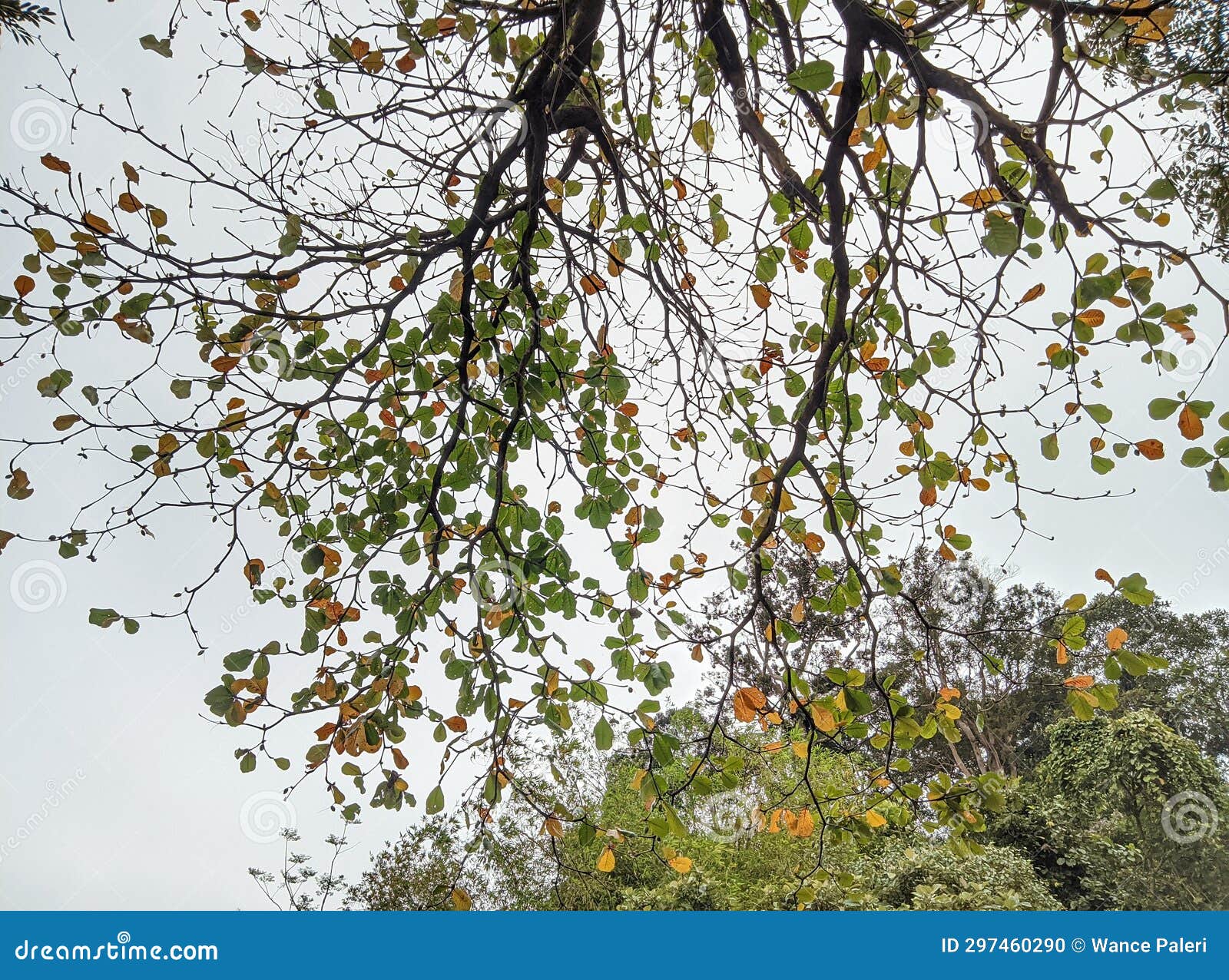 The Beauty of Trees with Different Leaf Shapes Stock Photo - Image of ...