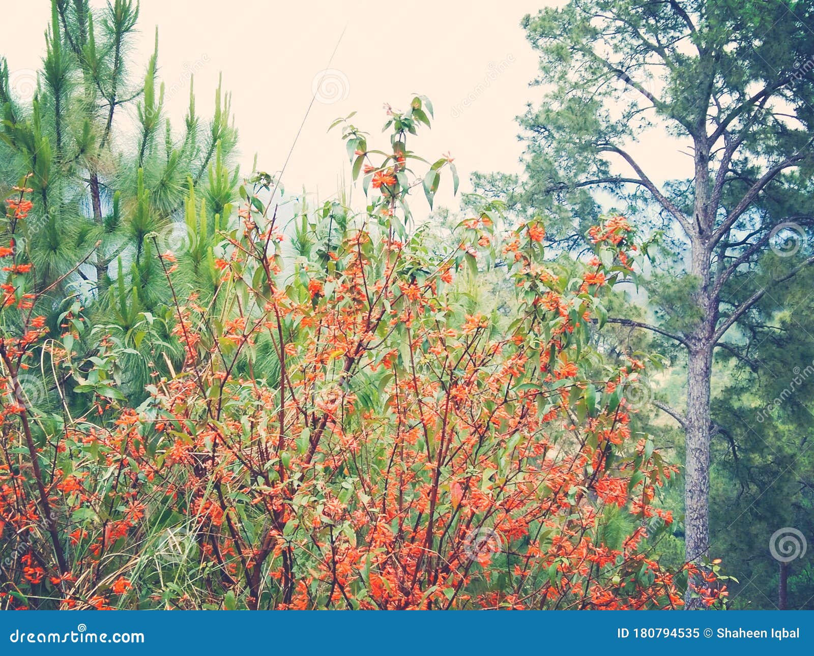 Beauty stock image. Image of trees, nature, flowers - 180794535