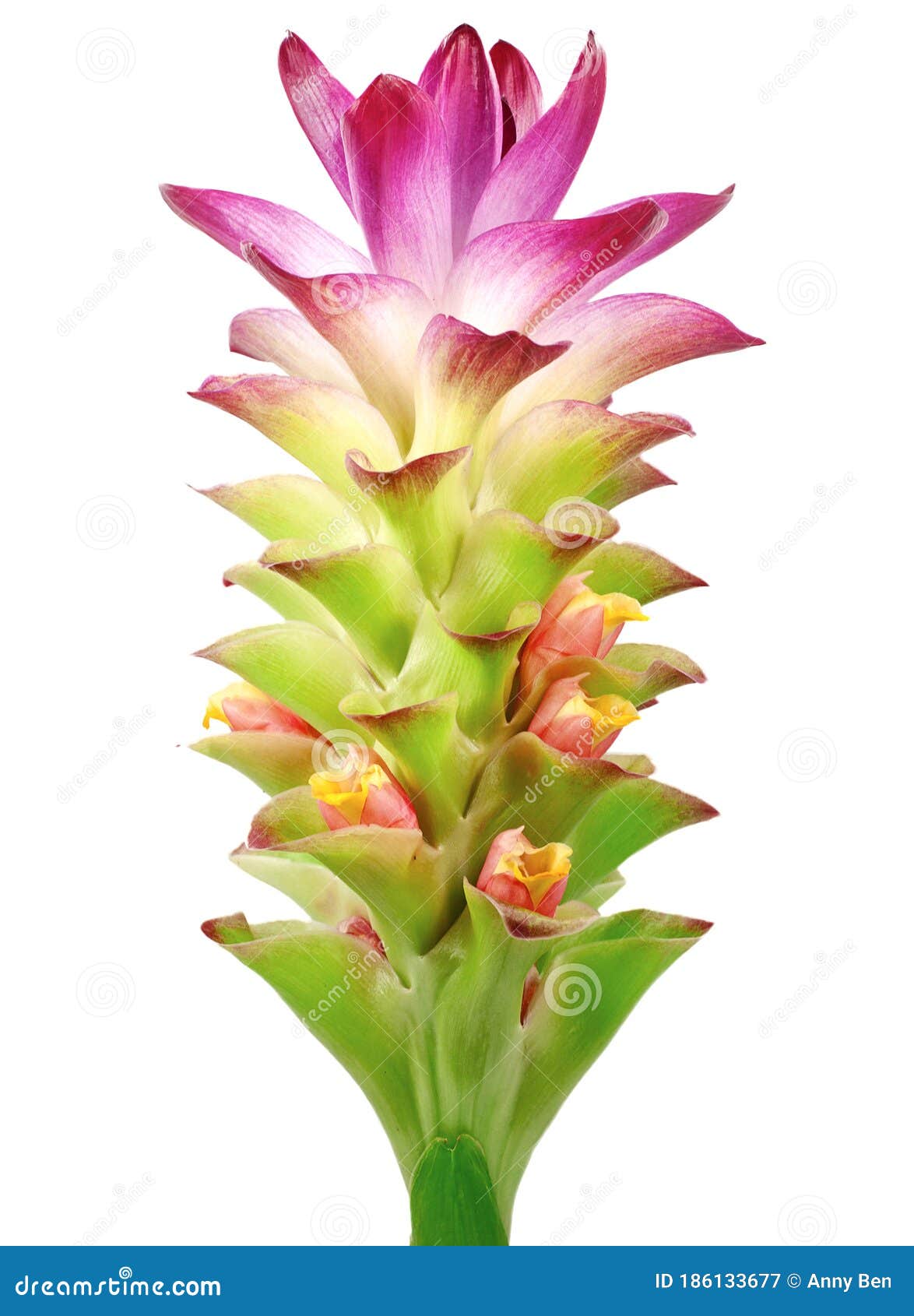 Turmeric Flower Isolated on White Background Stock Image - Image of ...