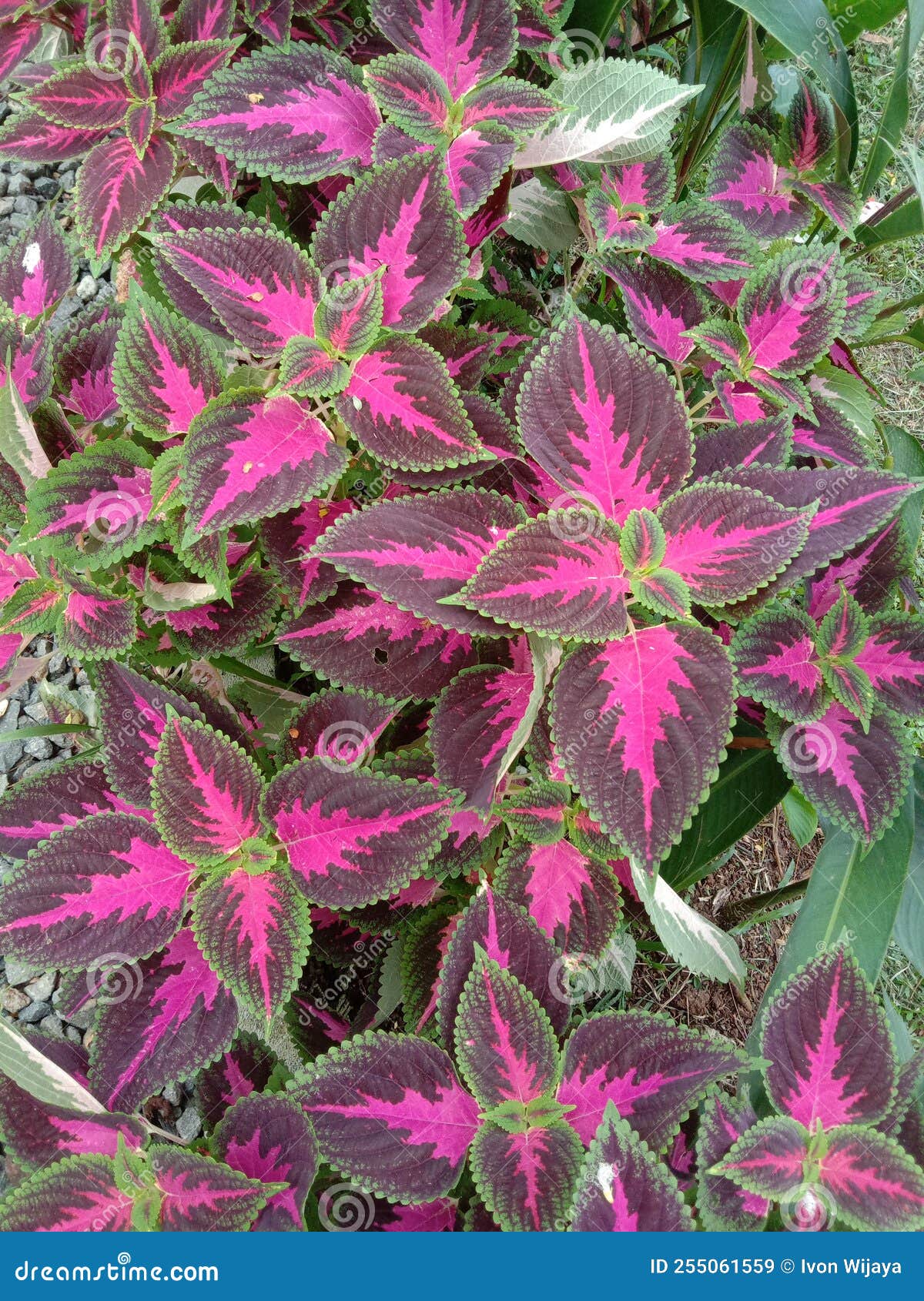 The Beauty and Unique Leaf in the Garden Yard Stock Image - Image of ...
