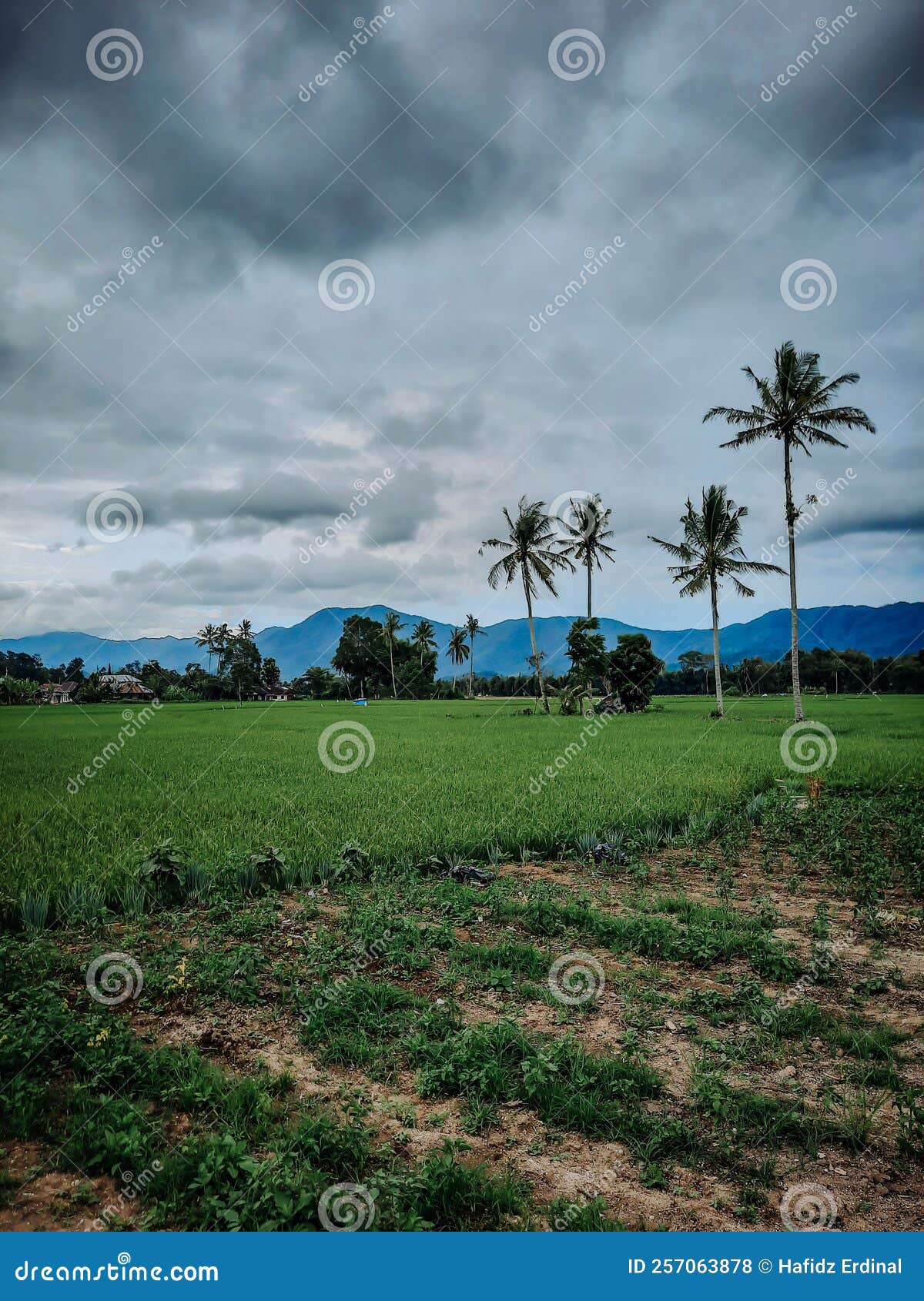 The Beauty of the Vast Rice Fields Stock Photo - Image of rice, field ...