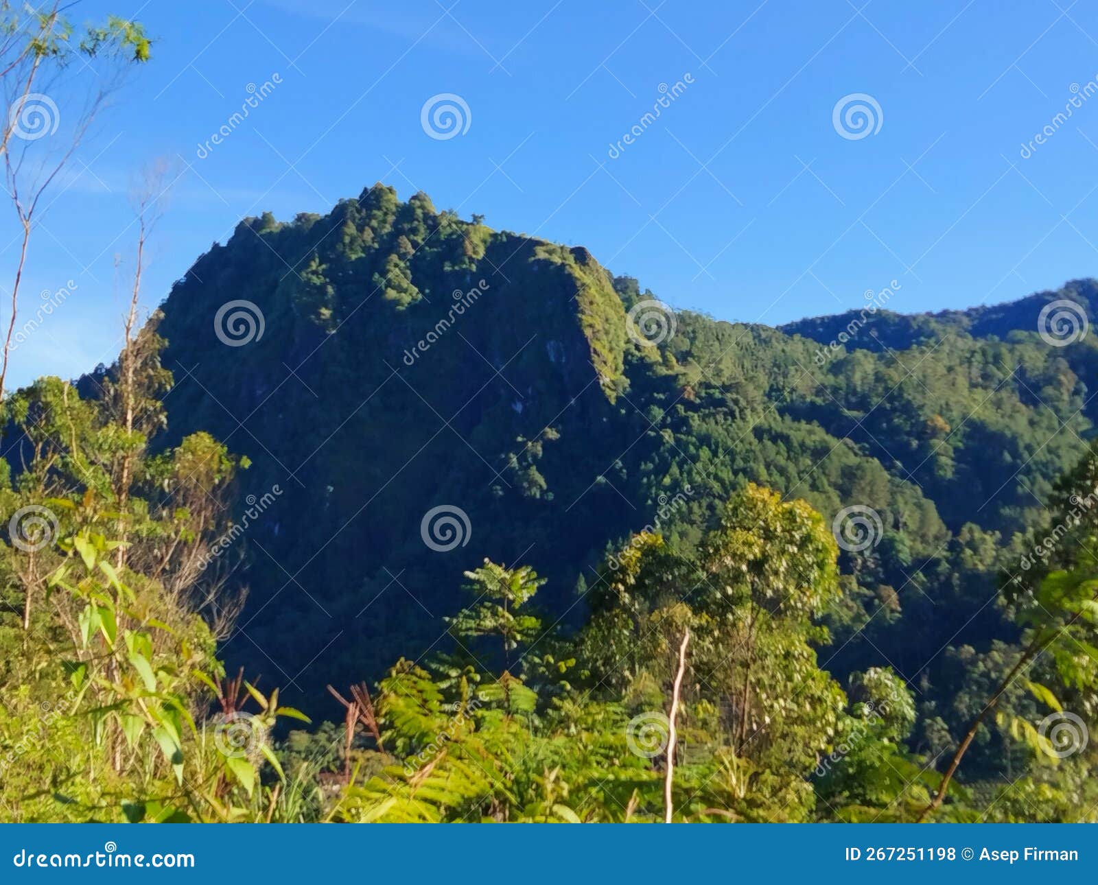 Beauty View of Mountain Trees and Plants Stock Photo - Image of plant ...