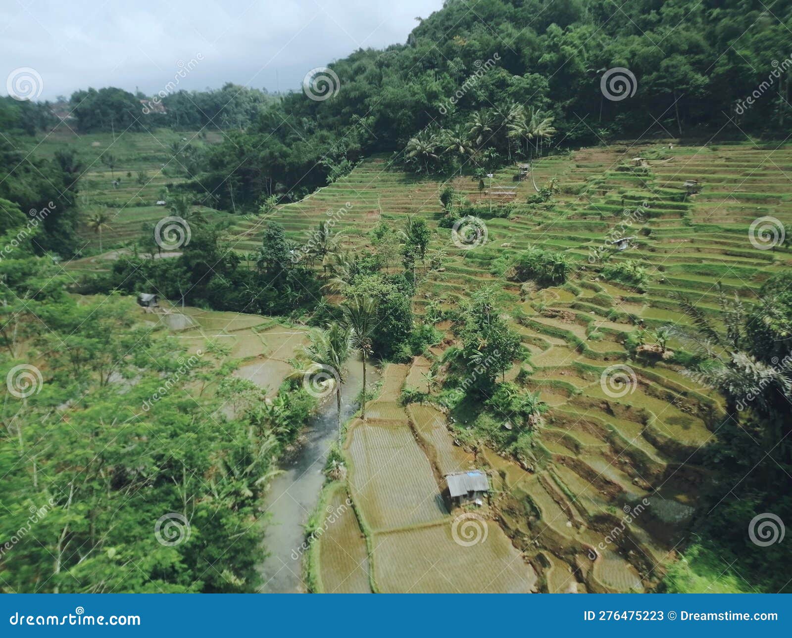 The Beauty of the Village Rice Fields Stock Image - Image of rice ...